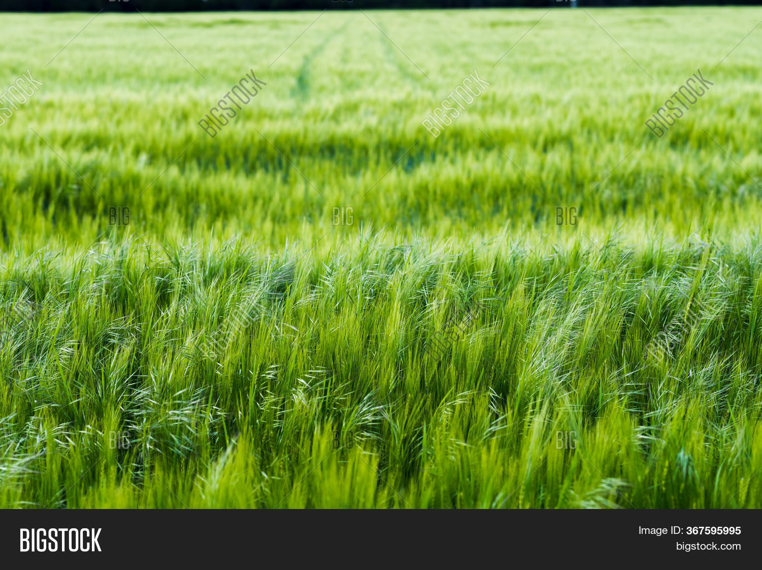 Colorful Green Field Image & Photo (Free Trial) | Bigstock