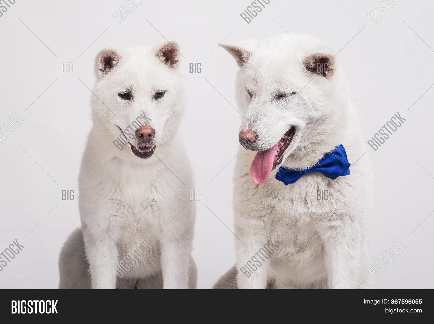 Kishu Inu White Image & Photo (Free Trial) | Bigstock