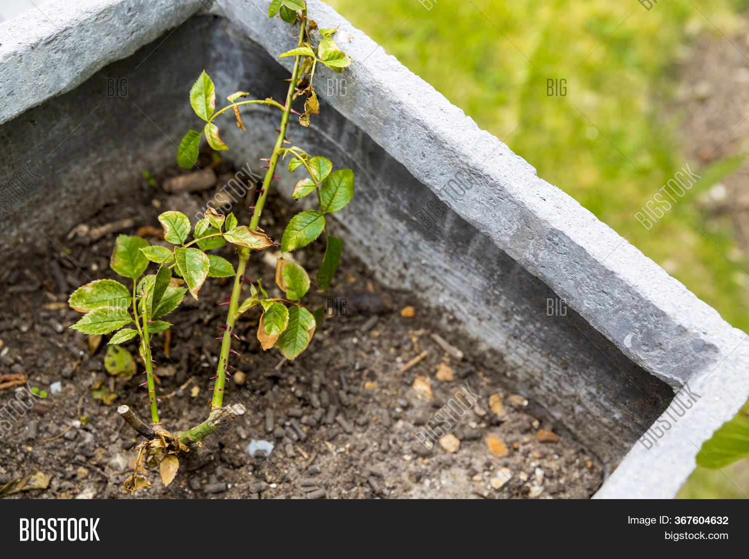 Rose Bush Disease Image & Photo (Free Trial) | Bigstock