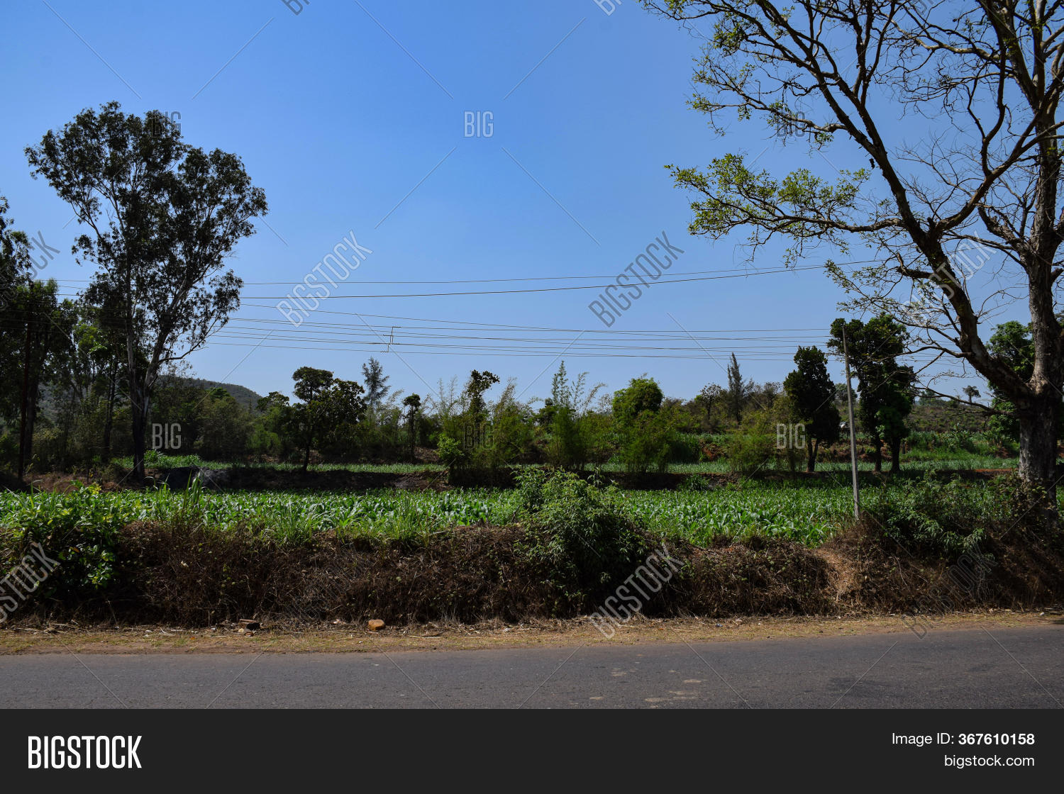 Side View Agricultural Image & Photo (Free Trial) | Bigstock