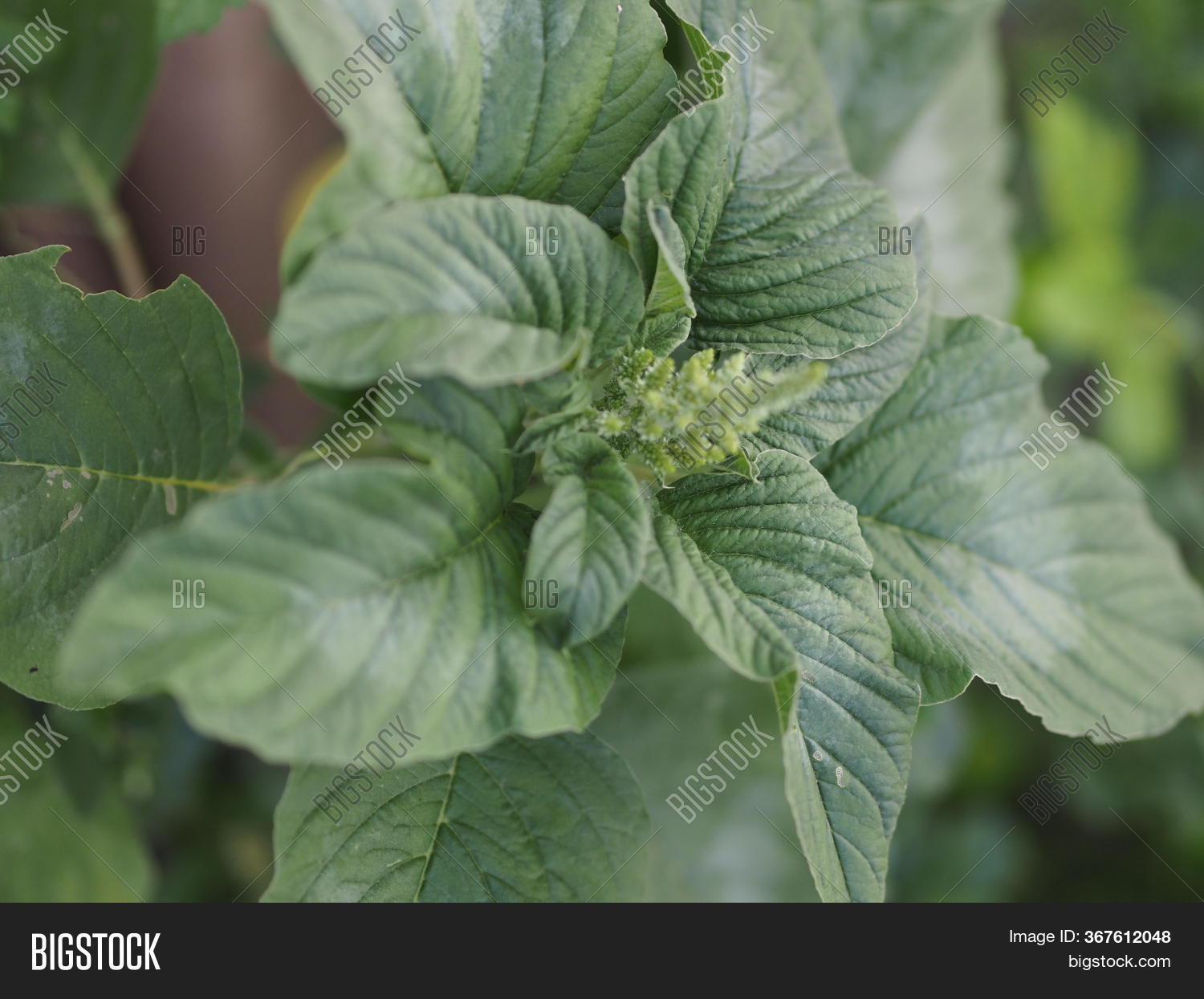 Amaranth Amaranthus Image & Photo (Free Trial) | Bigstock