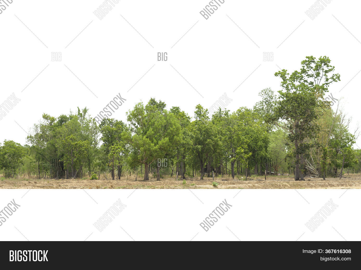 Trees Line Isolated On Image & Photo (Free Trial) | Bigstock
