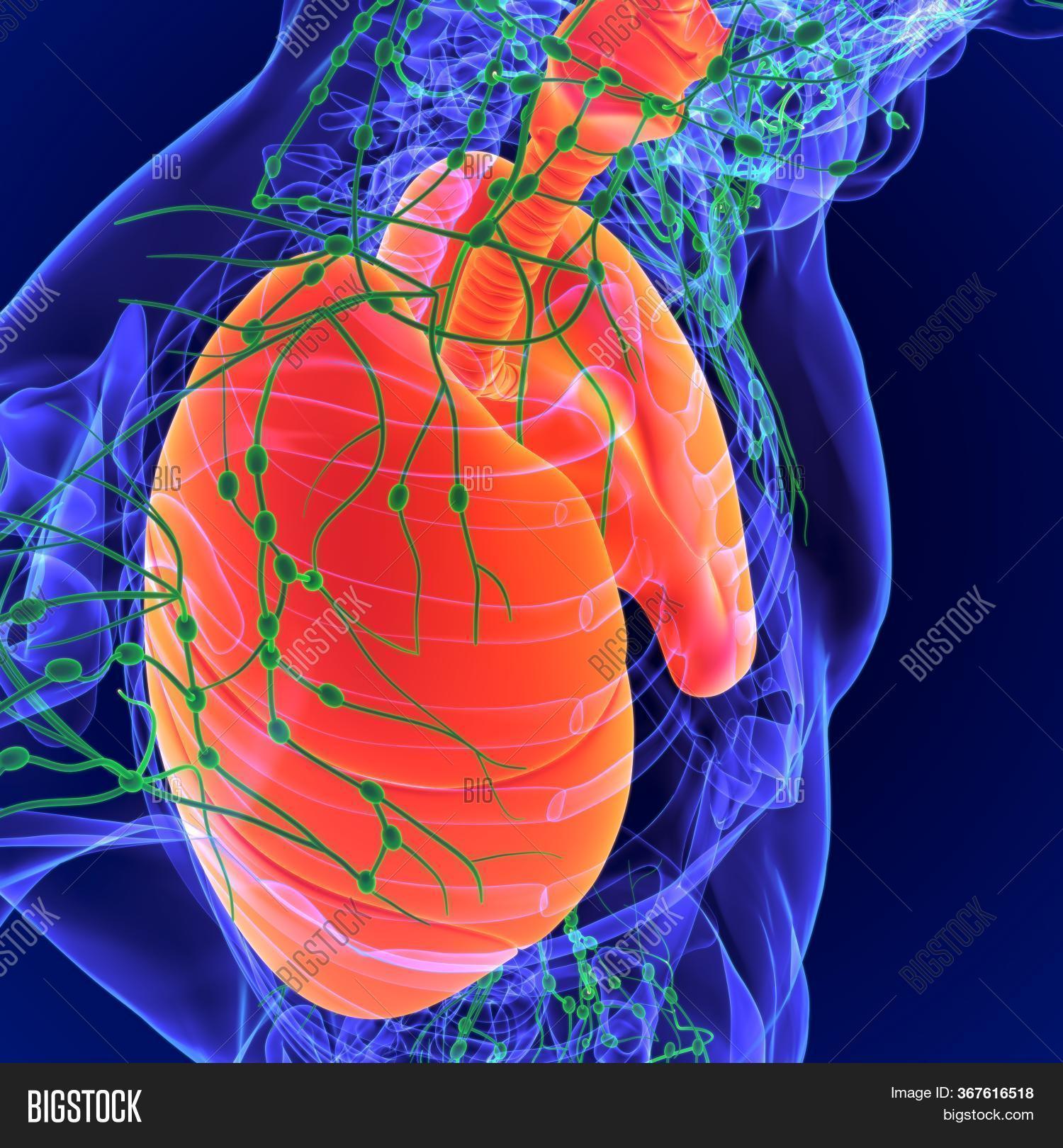 Lymph Nodes Widely Image & Photo (Free Trial) | Bigstock