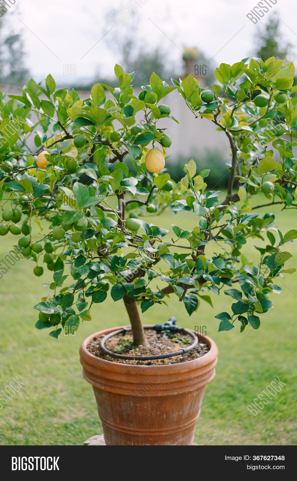 Yellow Lemons On Tree Image & Photo (Free Trial) | Bigstock