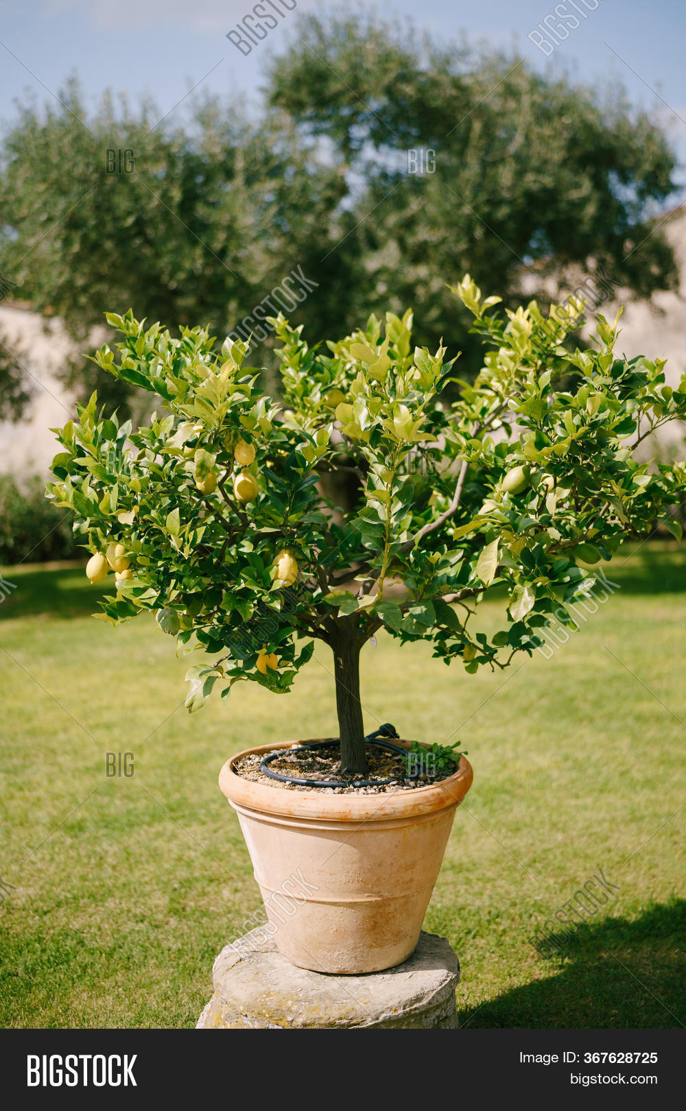Yellow Lemons On Tree Image & Photo (Free Trial) | Bigstock
