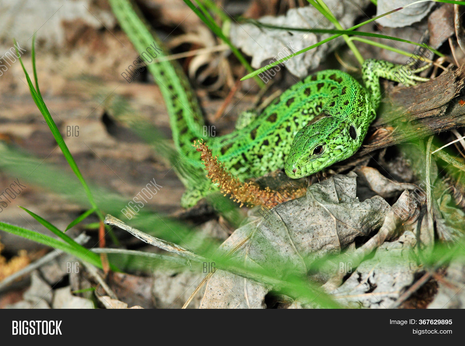 Quick Lizard, Nimble Image & Photo (Free Trial) | Bigstock