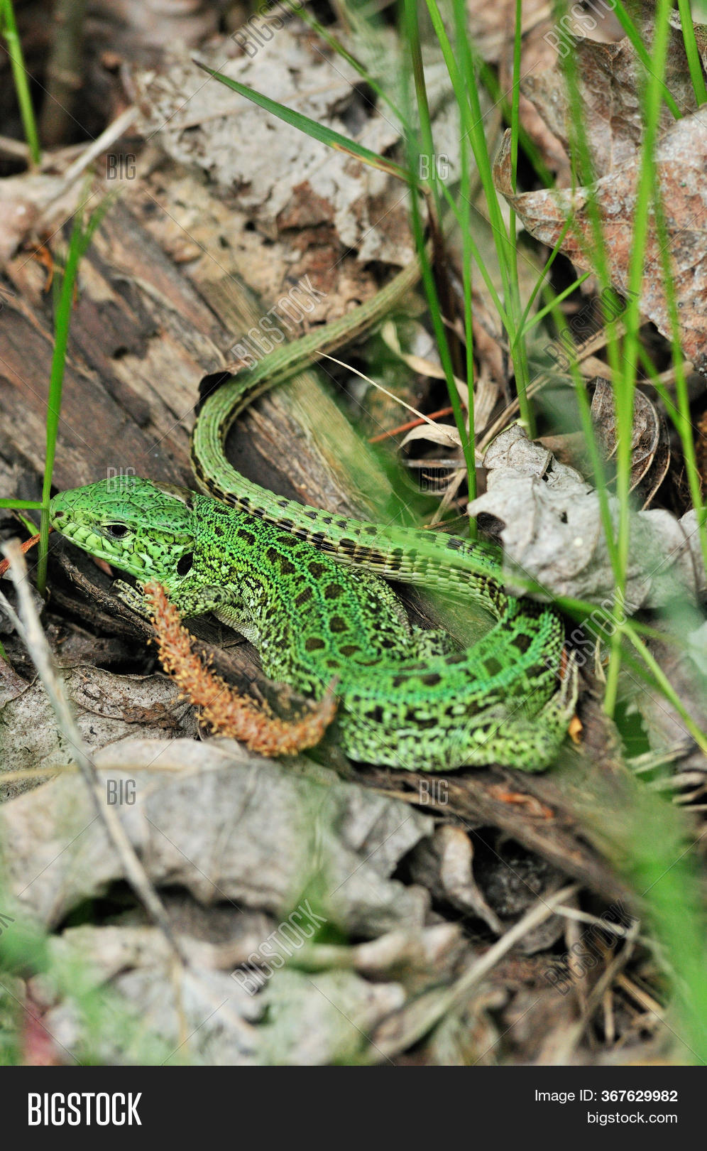 Quick Lizard, Nimble Image & Photo (Free Trial) | Bigstock
