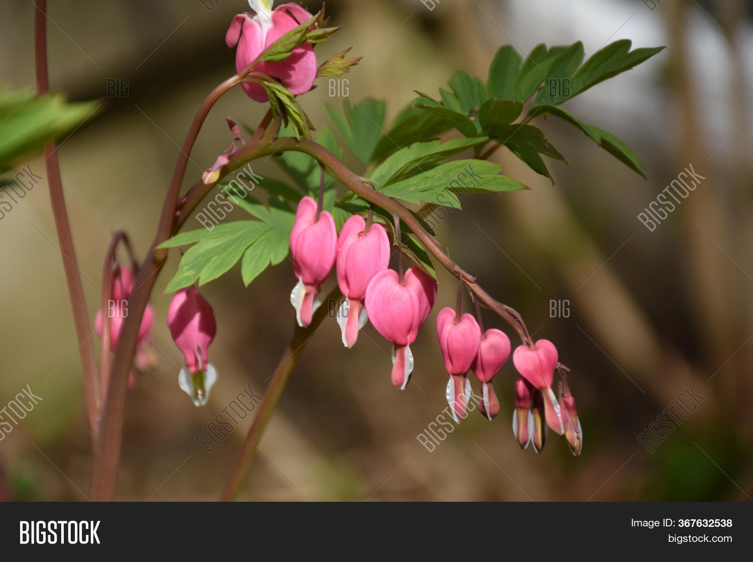 Blooming Dainty Pink Image & Photo (Free Trial) | Bigstock