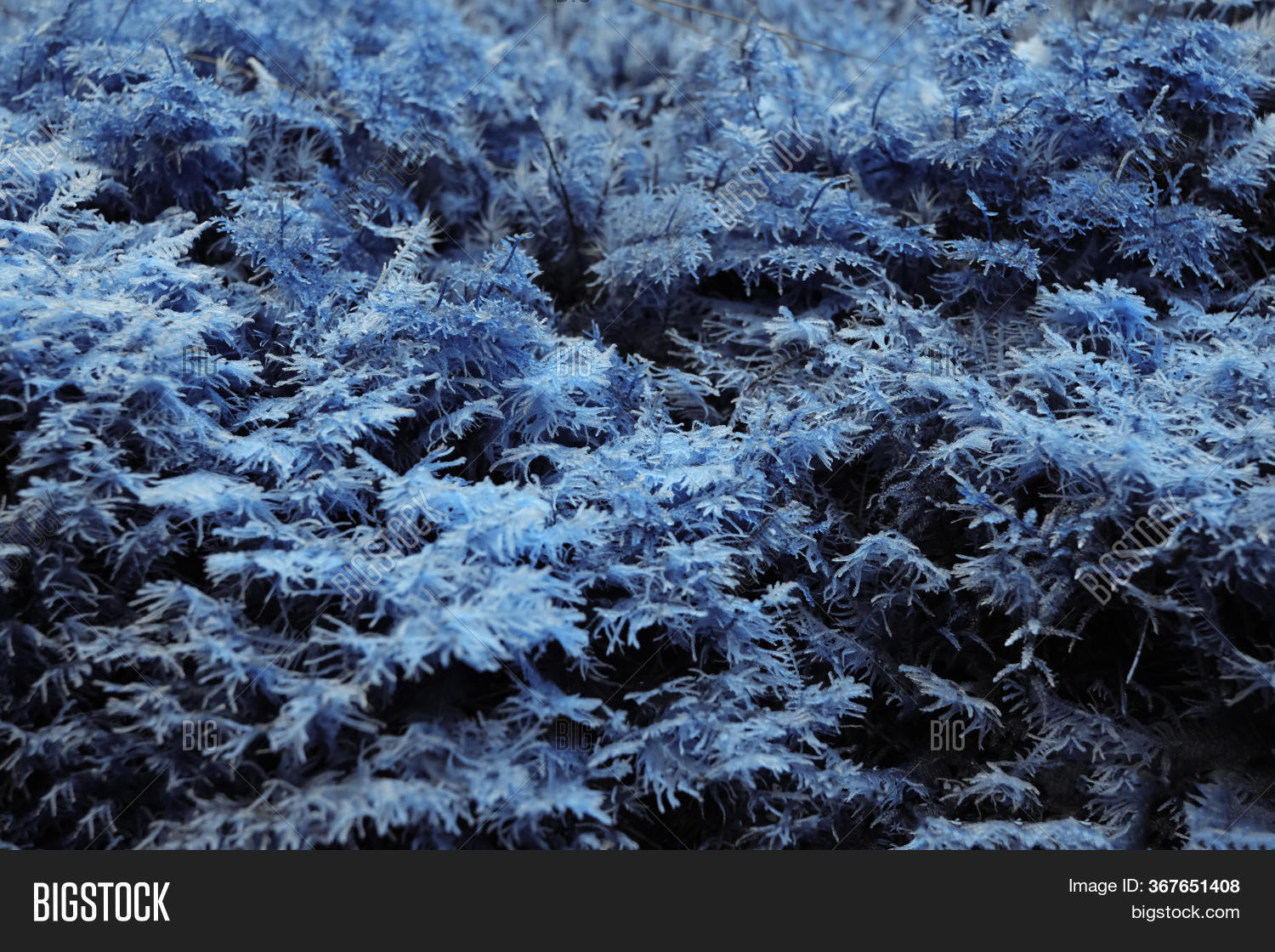 Moss Live Composition Image & Photo (Free Trial) | Bigstock