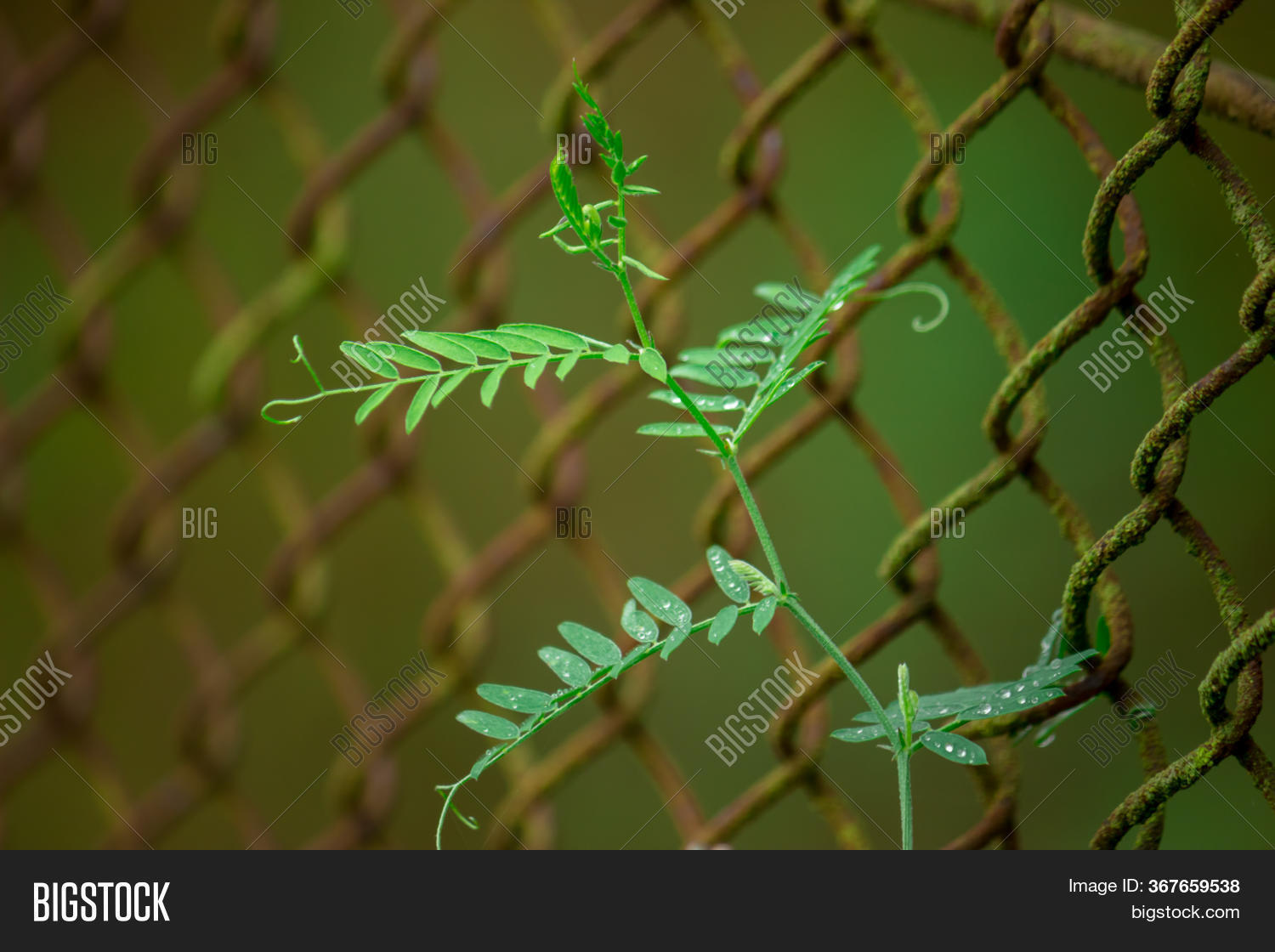 Winding Field Plant Image & Photo (Free Trial) | Bigstock
