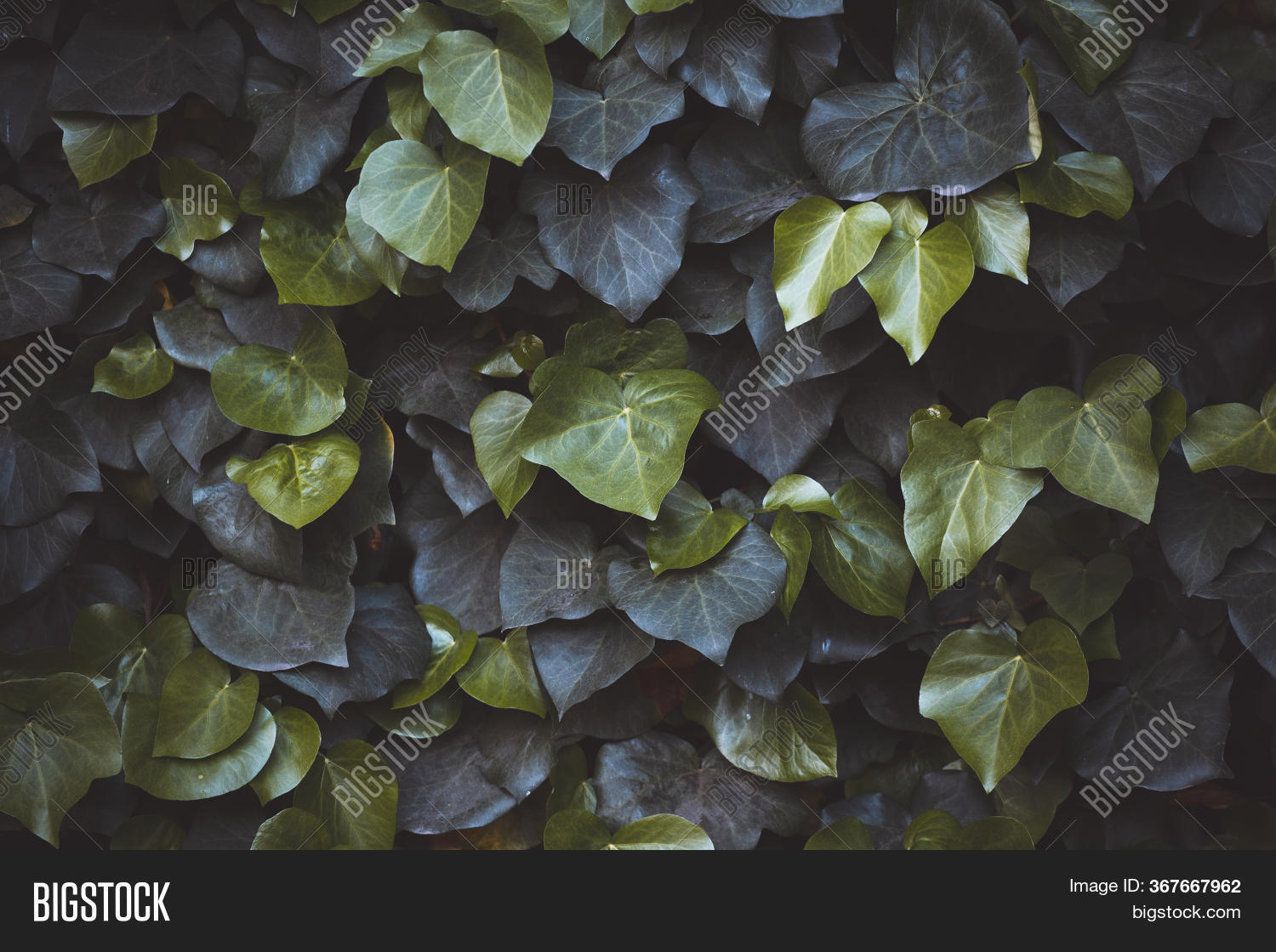 Hedera Helix Ivy. Image & Photo (Free Trial) | Bigstock