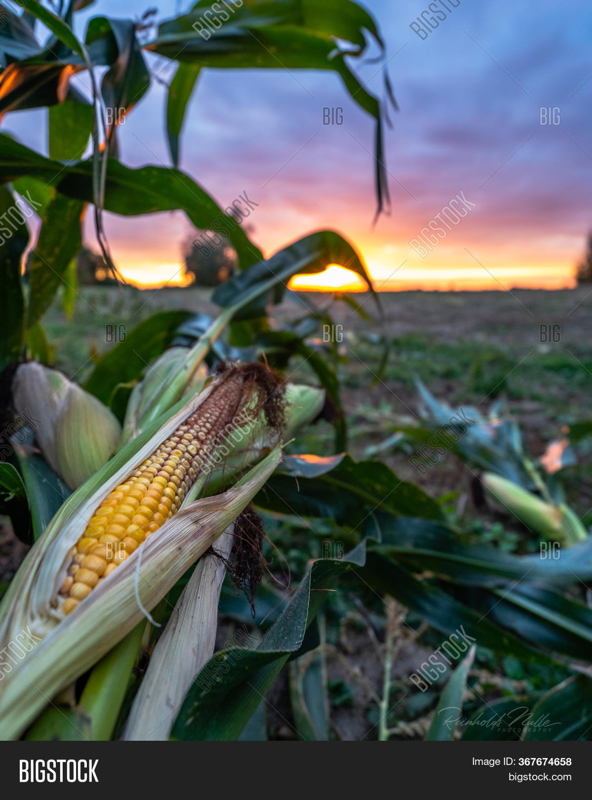 Closeup Corn Field Image & Photo (Free Trial) | Bigstock