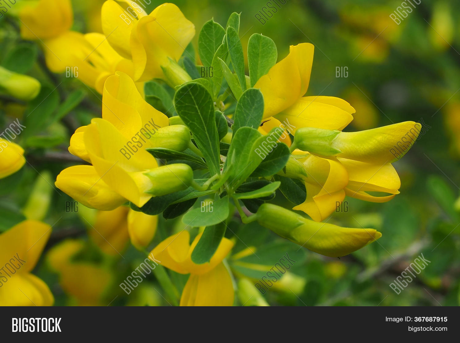 Yellow Acacia. Sprig Image & Photo (Free Trial) | Bigstock