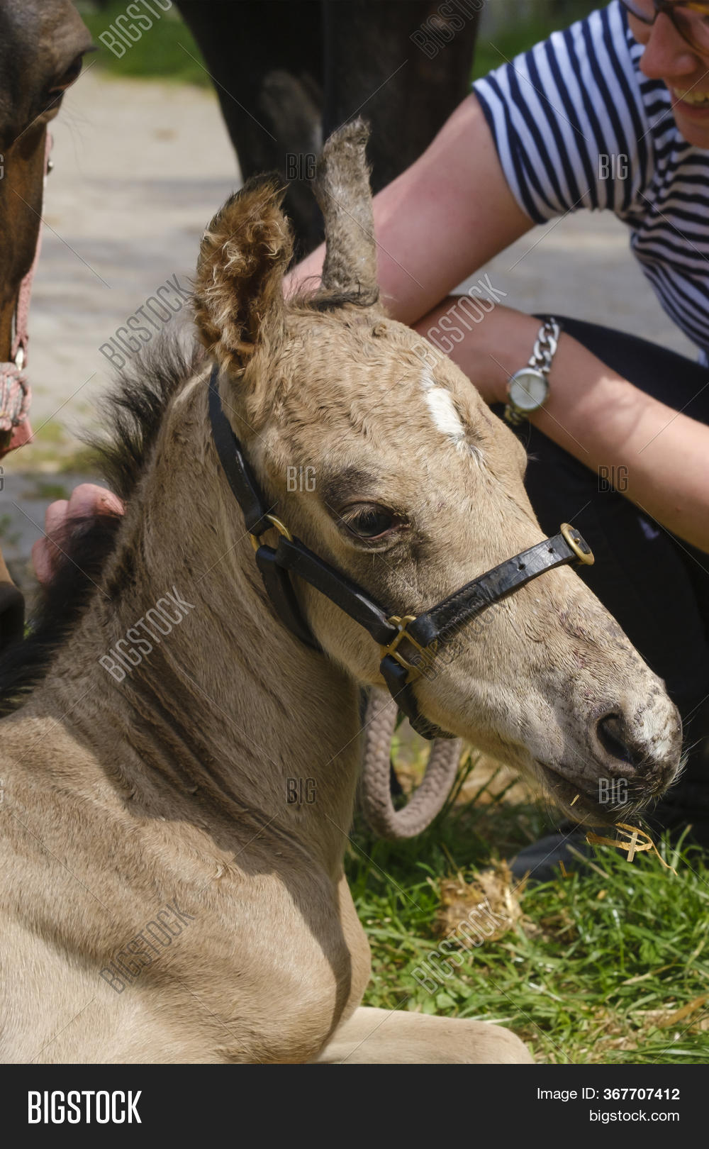 Cute Newborn Colt Image & Photo (Free Trial) | Bigstock
