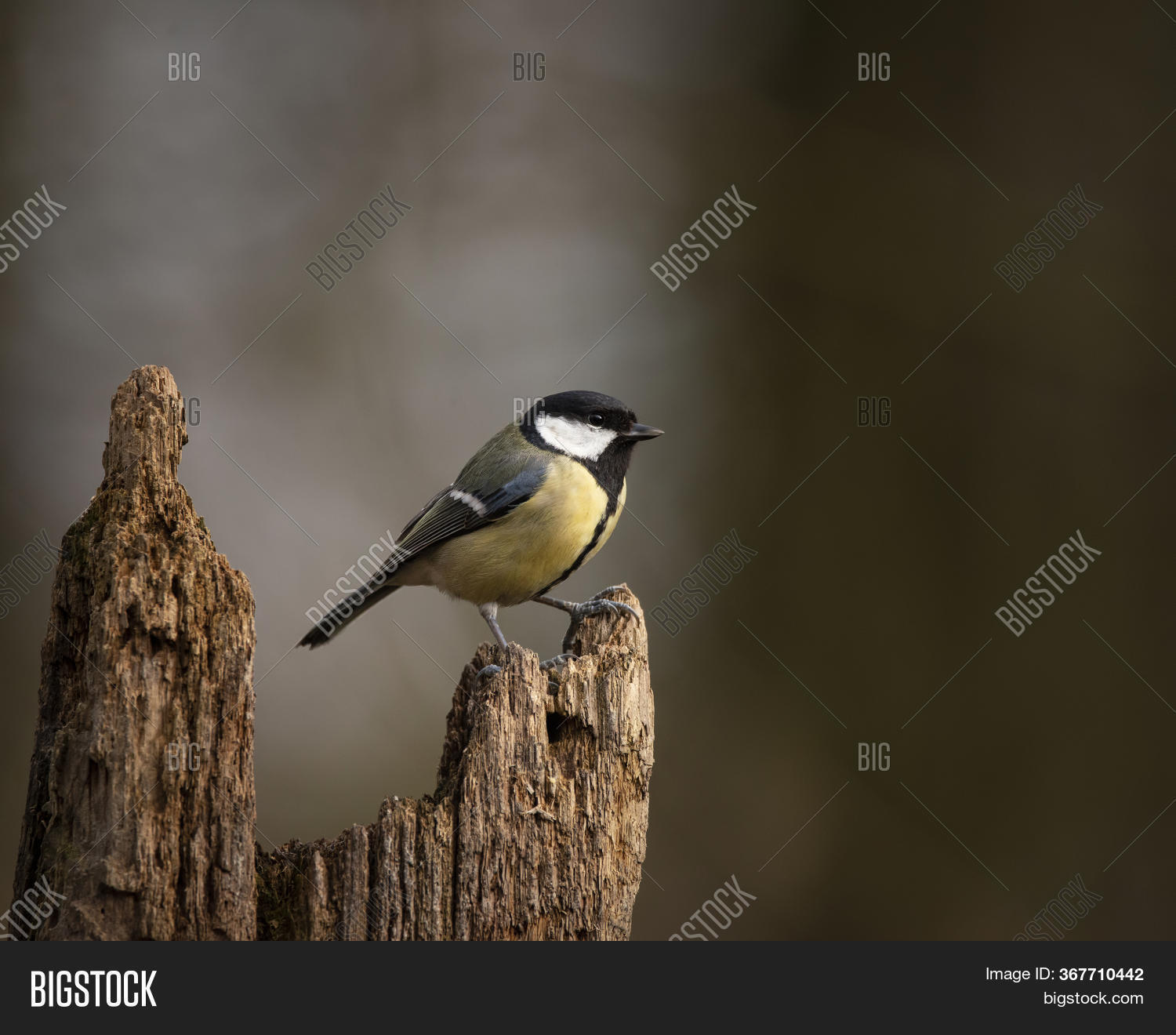 Beautiul Great Tit Image & Photo (Free Trial) | Bigstock