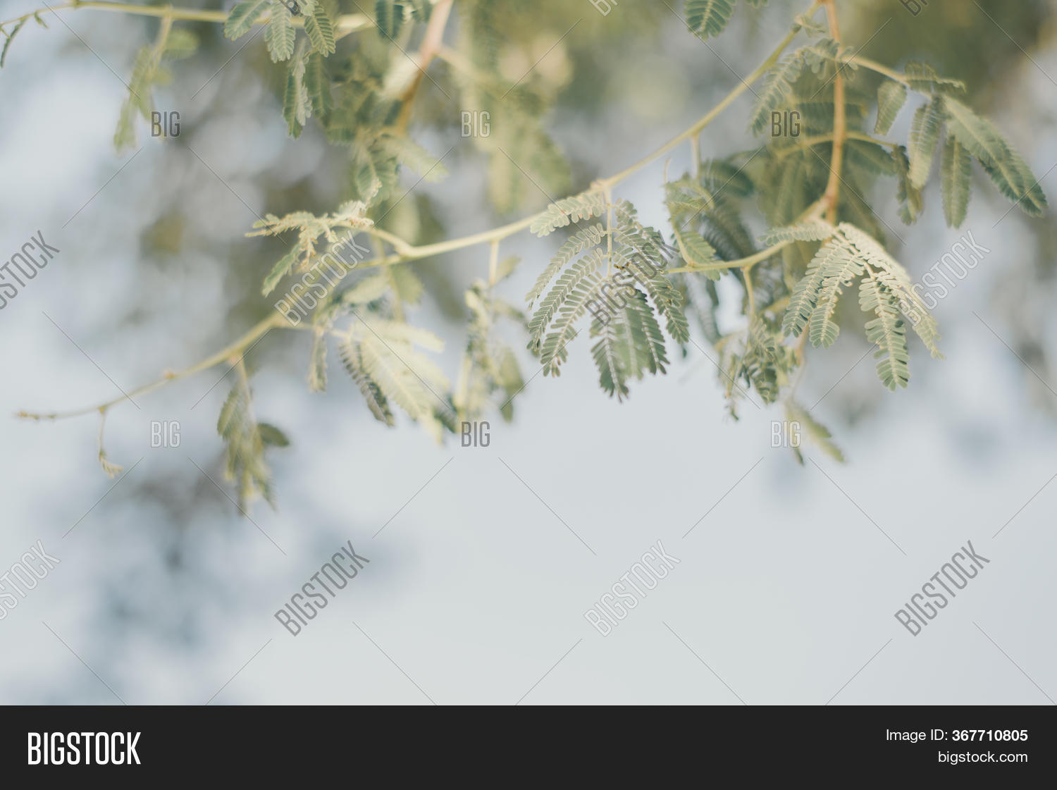 Background Acacia Image & Photo (Free Trial) | Bigstock