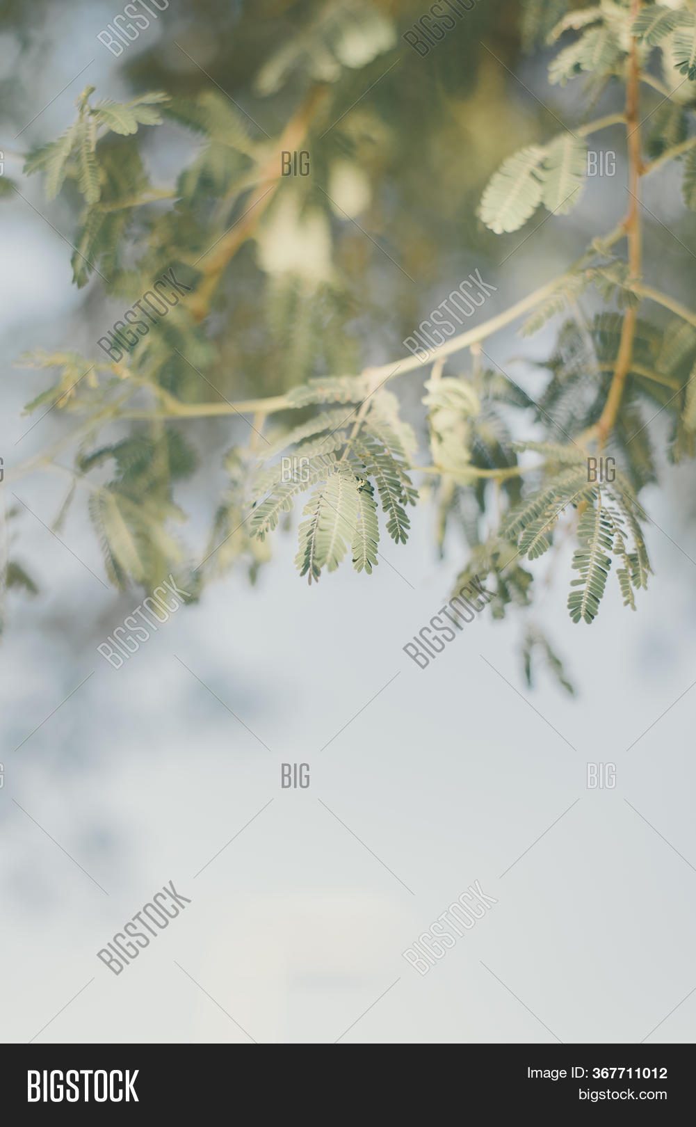 Vertical Background Image & Photo (Free Trial) | Bigstock