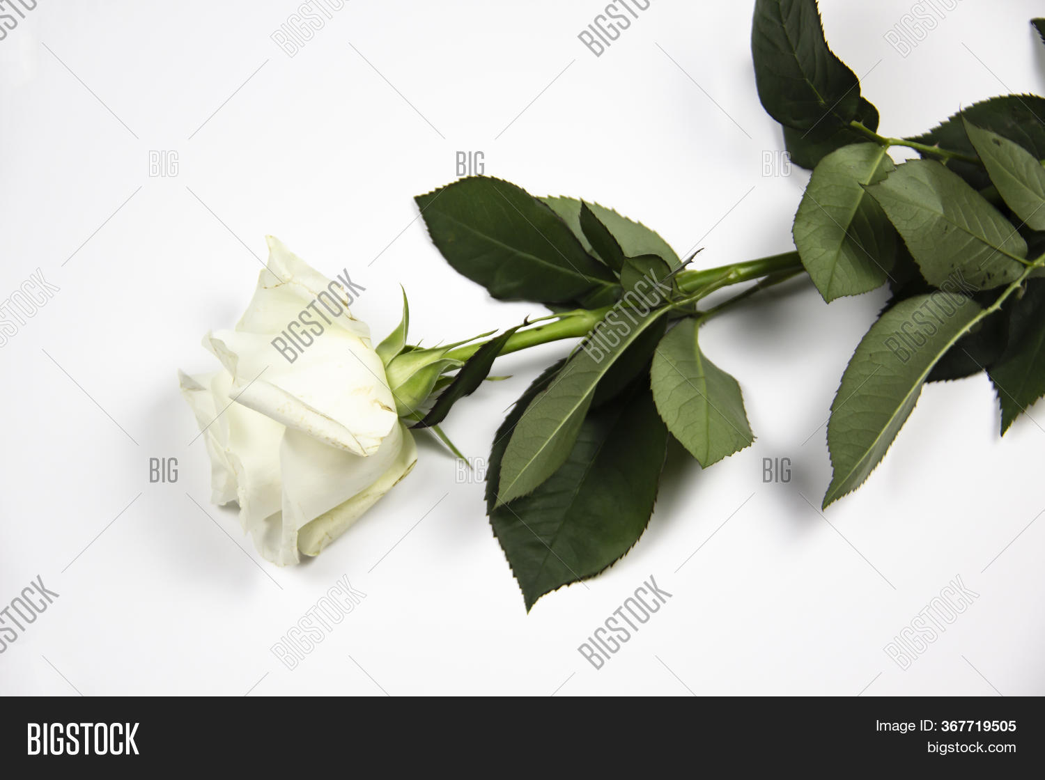 One White Rose Flower Image & Photo (Free Trial) | Bigstock