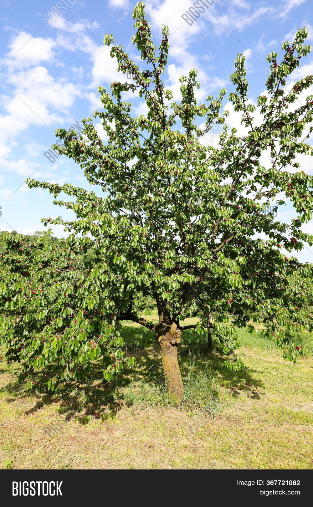 Big Cherry Tree Many Image & Photo (Free Trial) | Bigstock