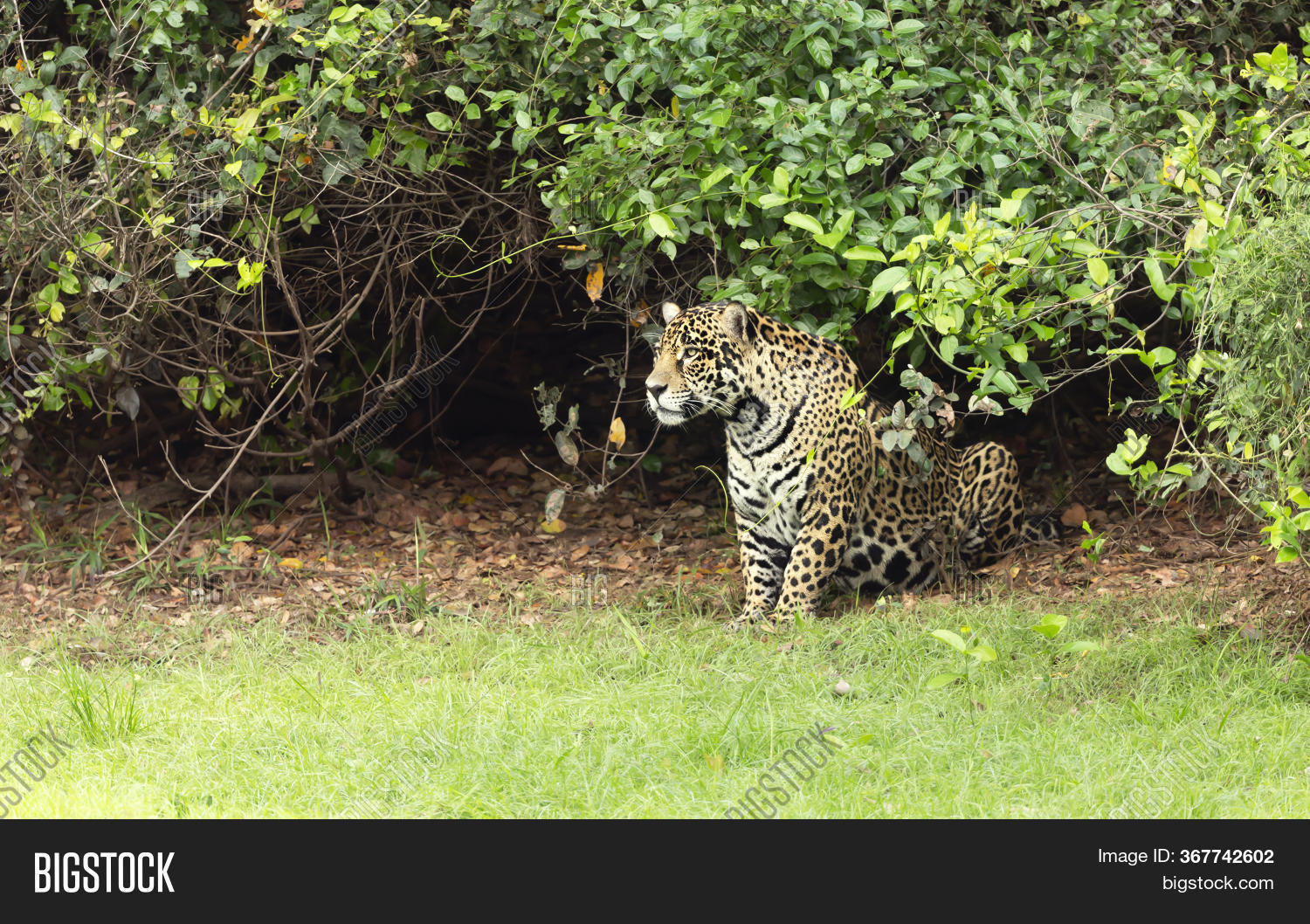 Close Jaguar Sitting Image & Photo (Free Trial) | Bigstock