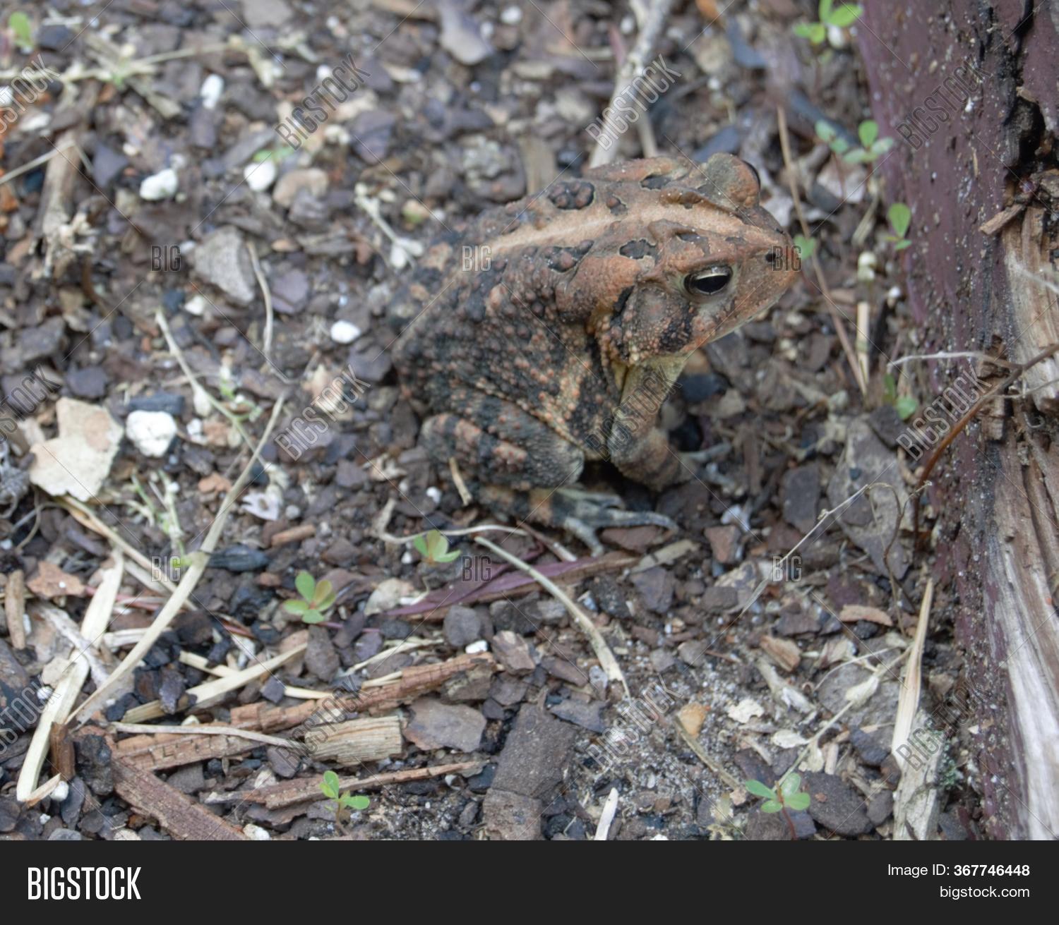 Camouflage Toad Frog Image & Photo (Free Trial) | Bigstock