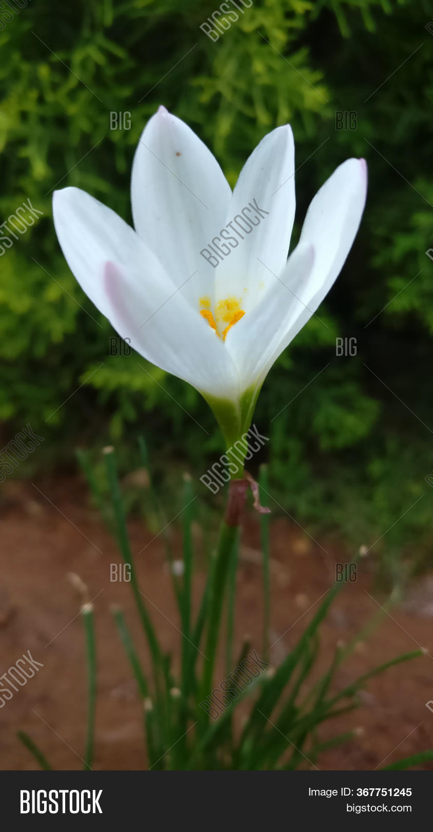 White Single Flower Image & Photo (Free Trial) | Bigstock