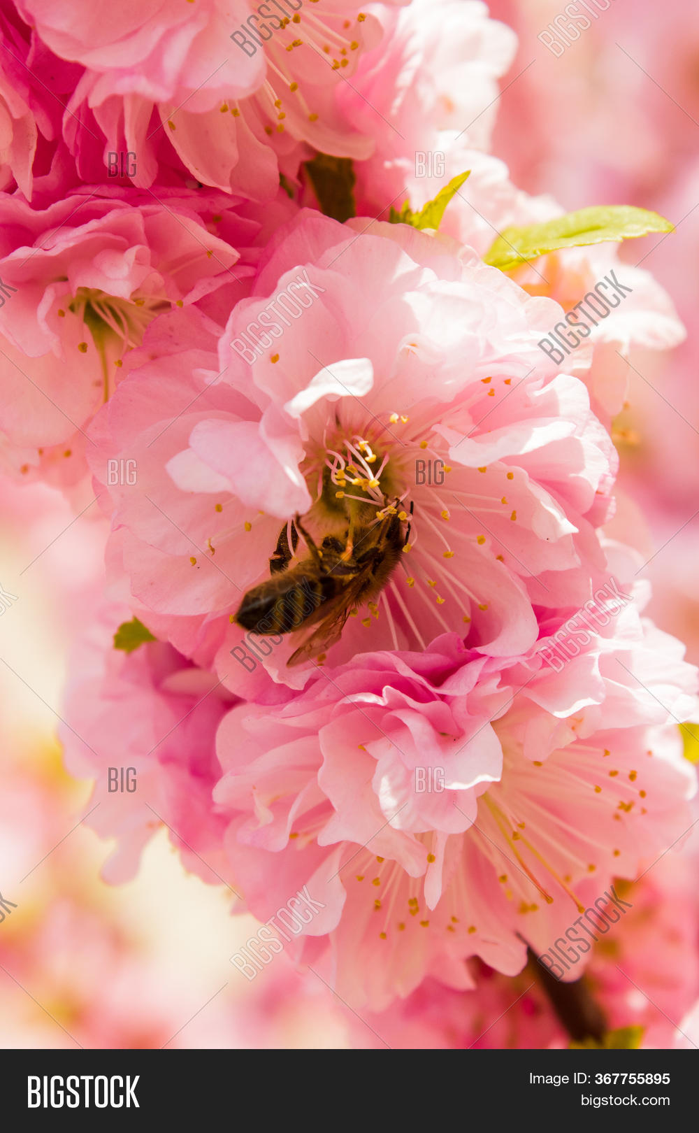 Bee Pollinates Pink Image & Photo (Free Trial) | Bigstock