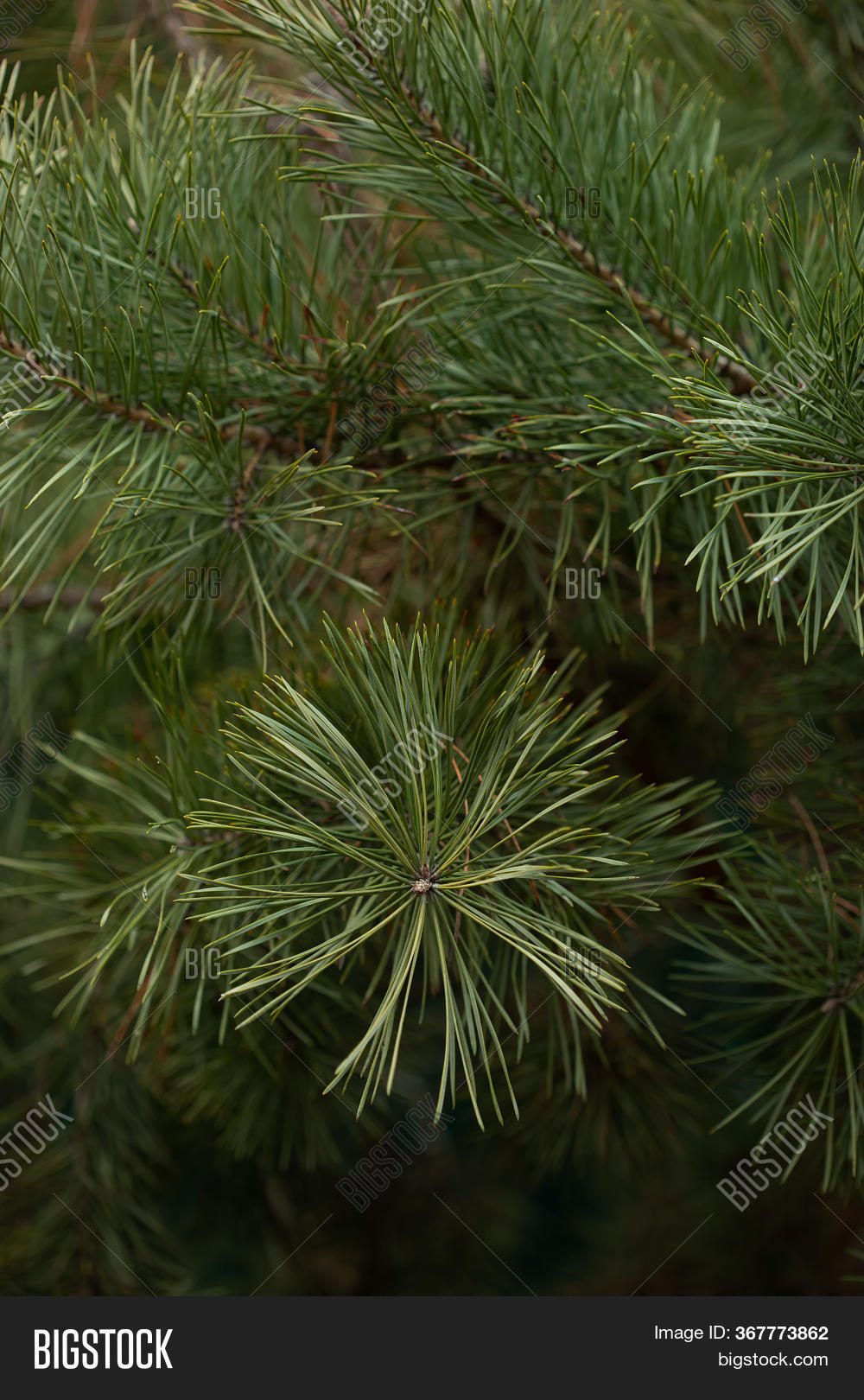 Green Spruce Close Image & Photo (Free Trial) | Bigstock