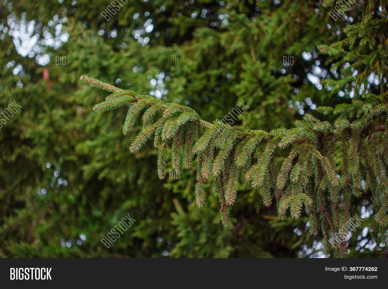 Green Spruce Close Image & Photo (Free Trial) | Bigstock
