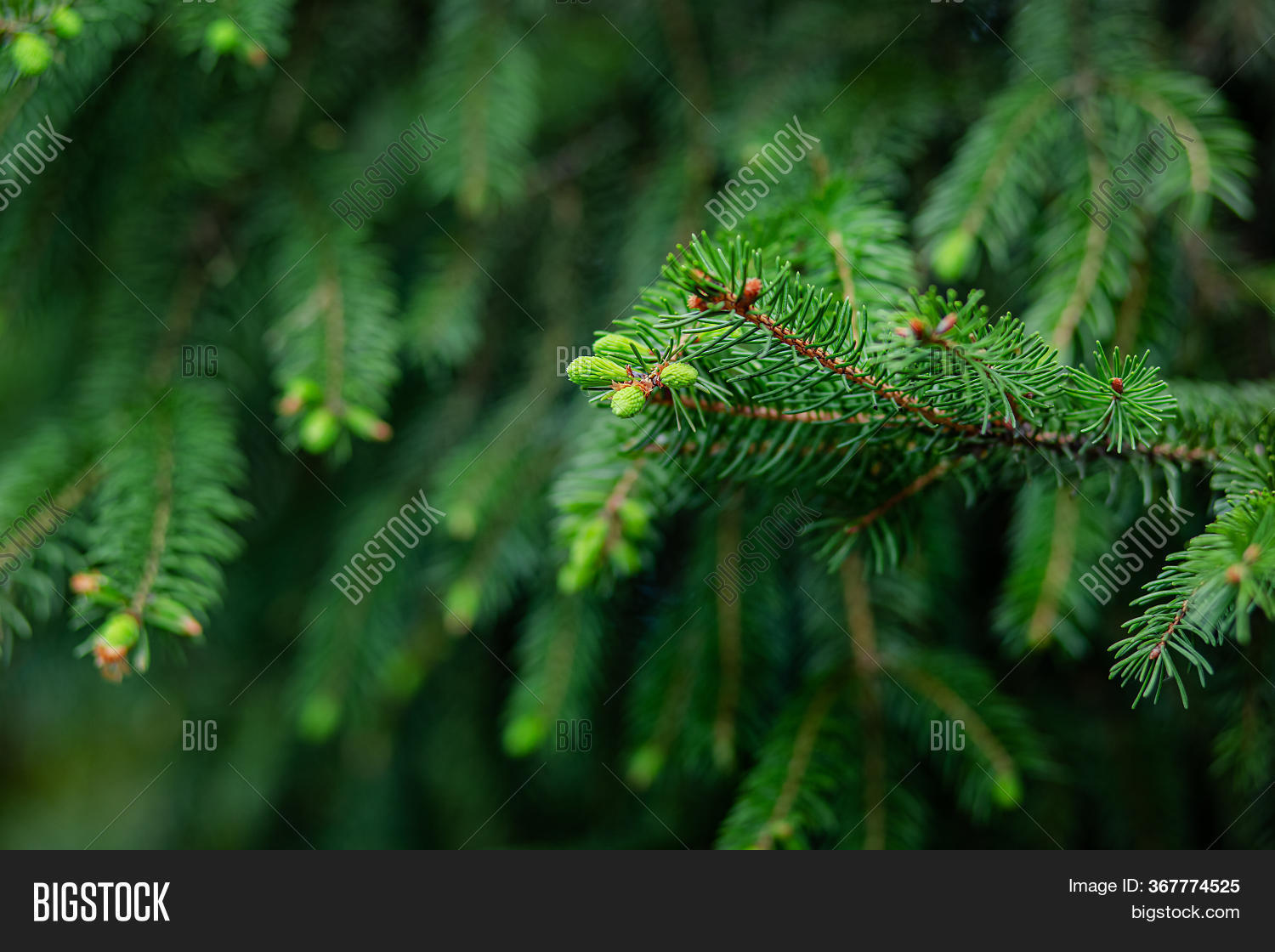 Green Spruce Close Image & Photo (Free Trial) | Bigstock