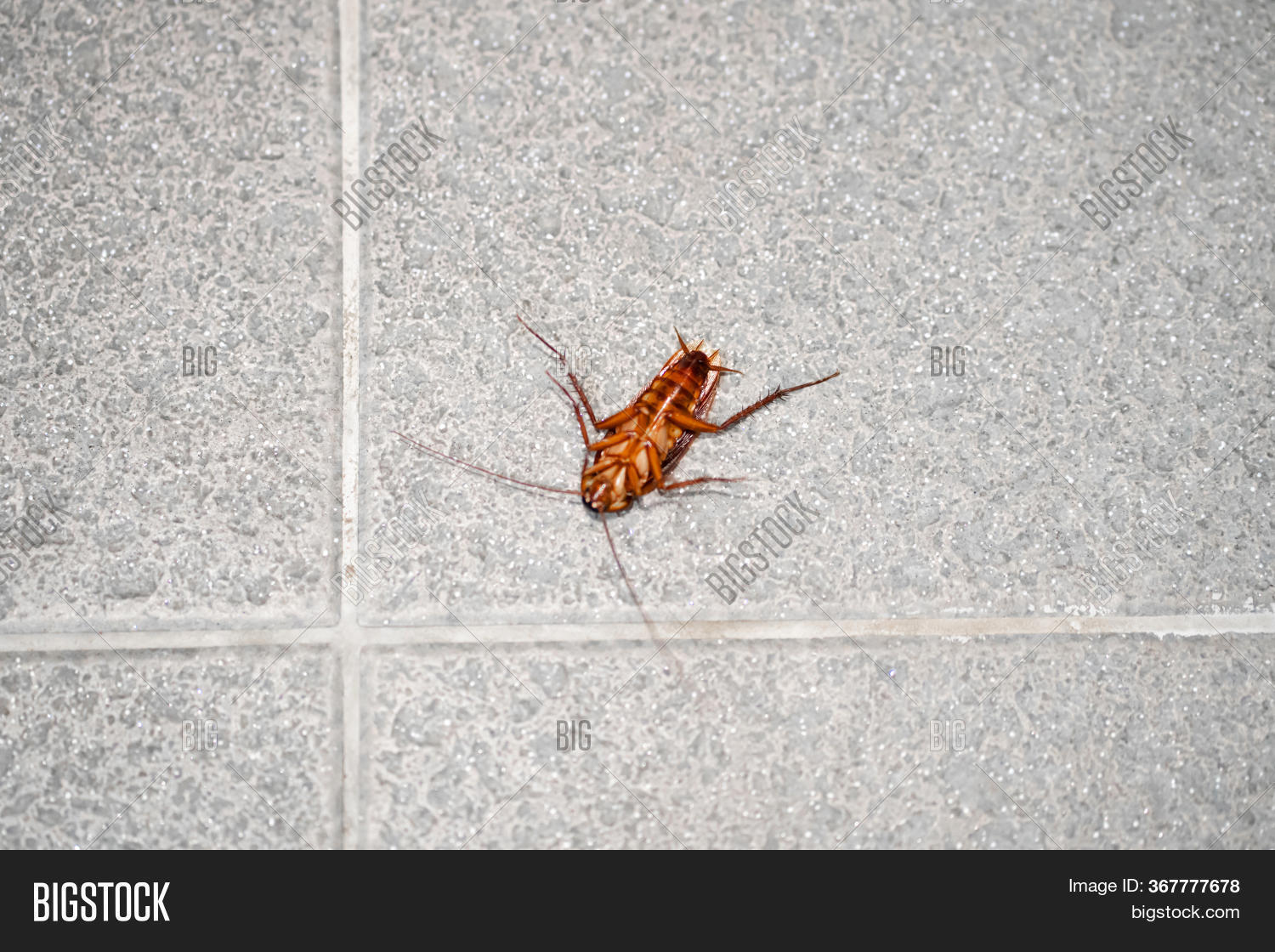Huge Cockroach On Image & Photo (Free Trial) | Bigstock