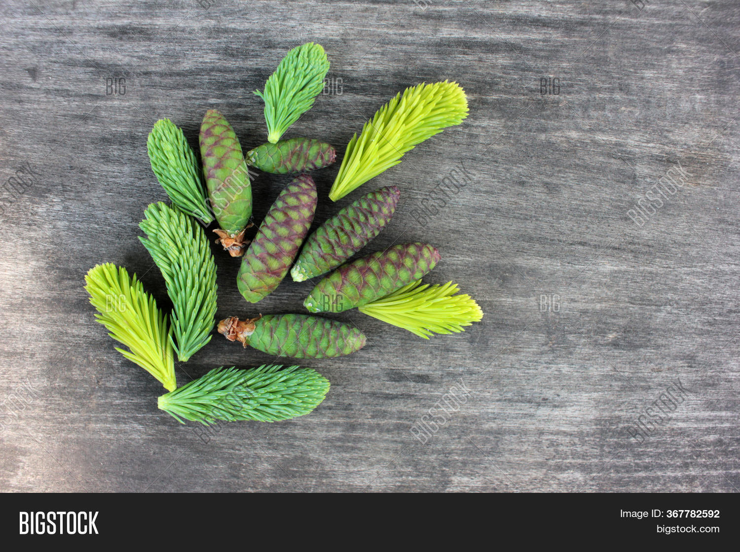 Conifer Young Green Image & Photo (Free Trial) | Bigstock