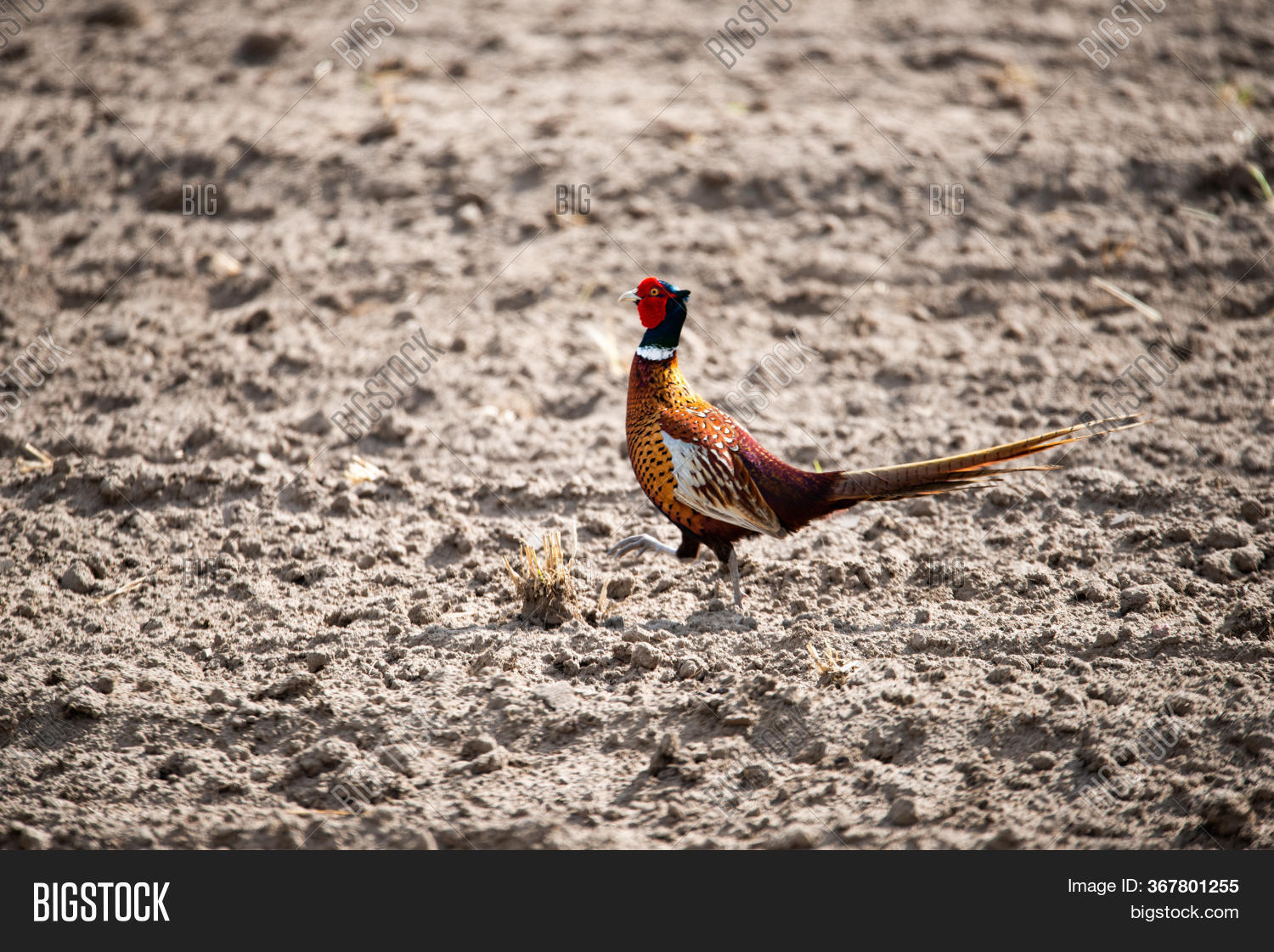 Male Pheasant Field, Image & Photo (Free Trial) | Bigstock