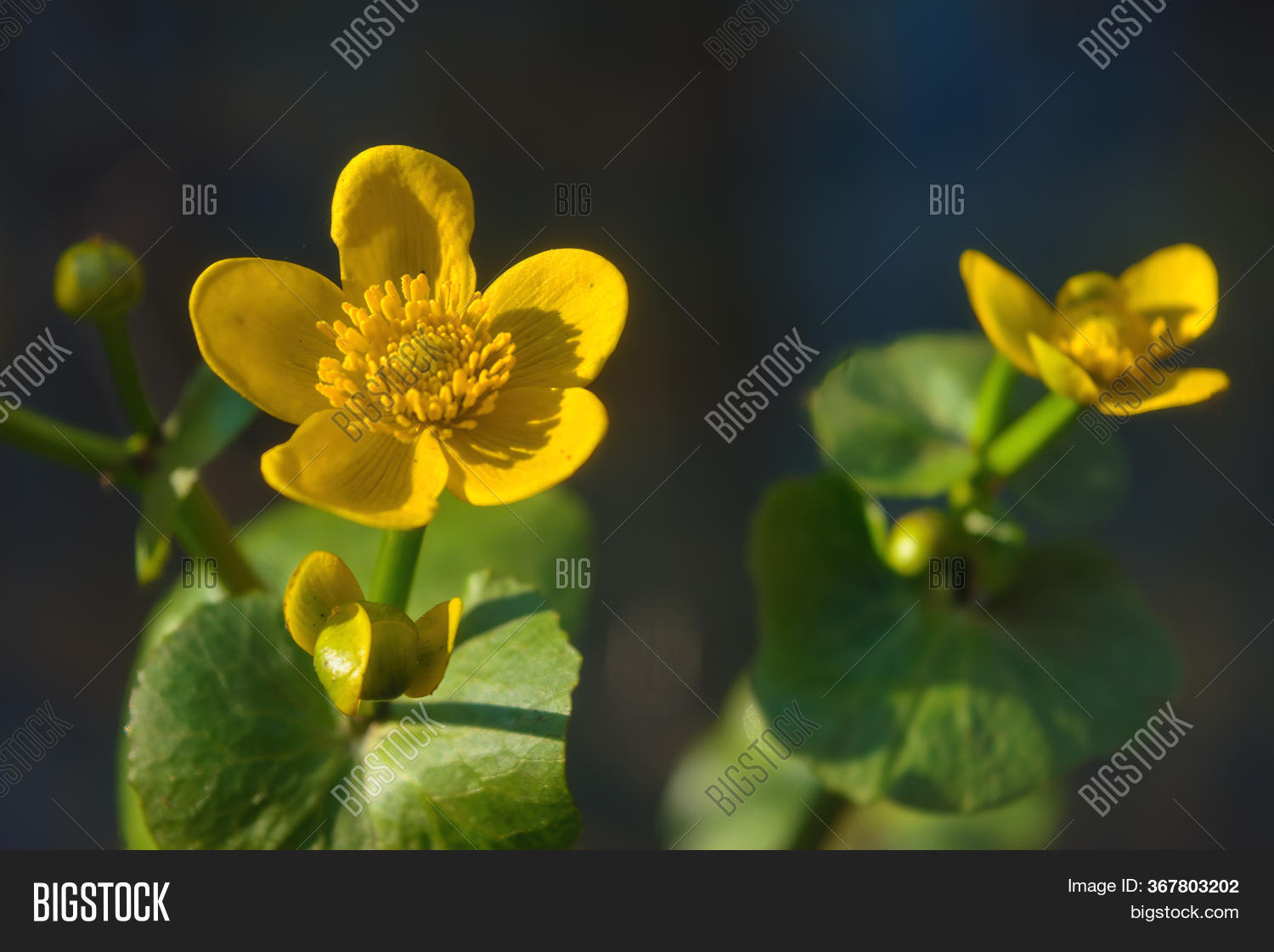 Caltha Palustris, Image & Photo (Free Trial) | Bigstock