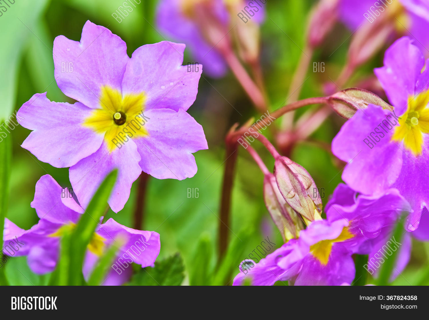 Blooms Primula Purple Image & Photo (Free Trial) | Bigstock