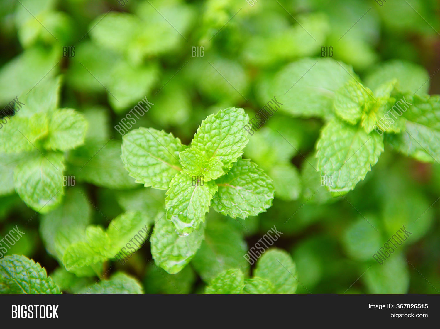 Peppermint Leaf Garden Image & Photo (Free Trial) | Bigstock