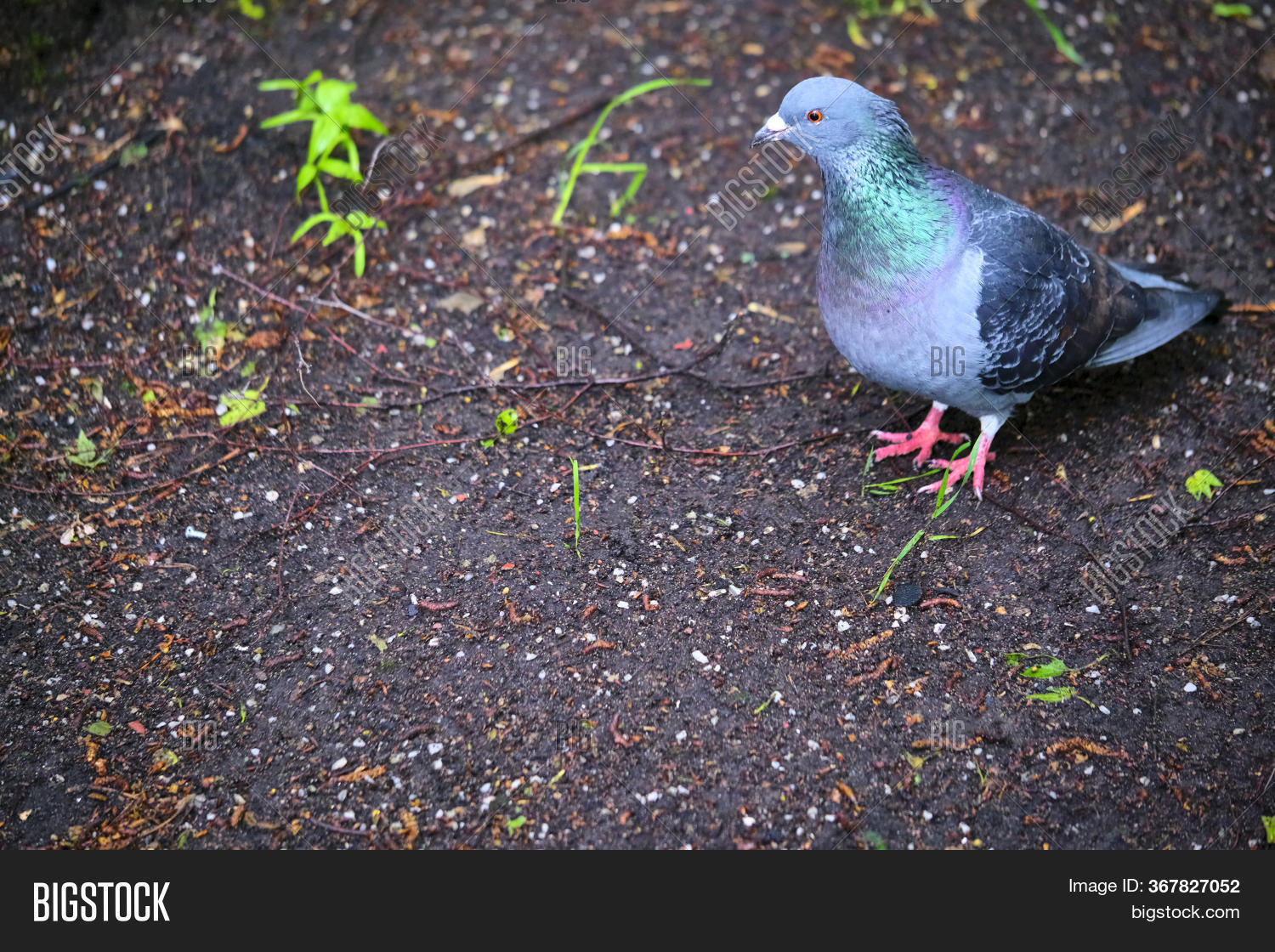 Pigeon On Ground Image & Photo (Free Trial) | Bigstock