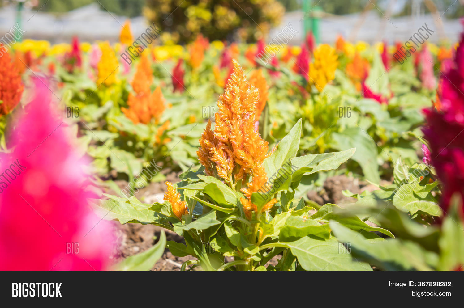 Yellow Cockscomb Image & Photo (Free Trial) | Bigstock