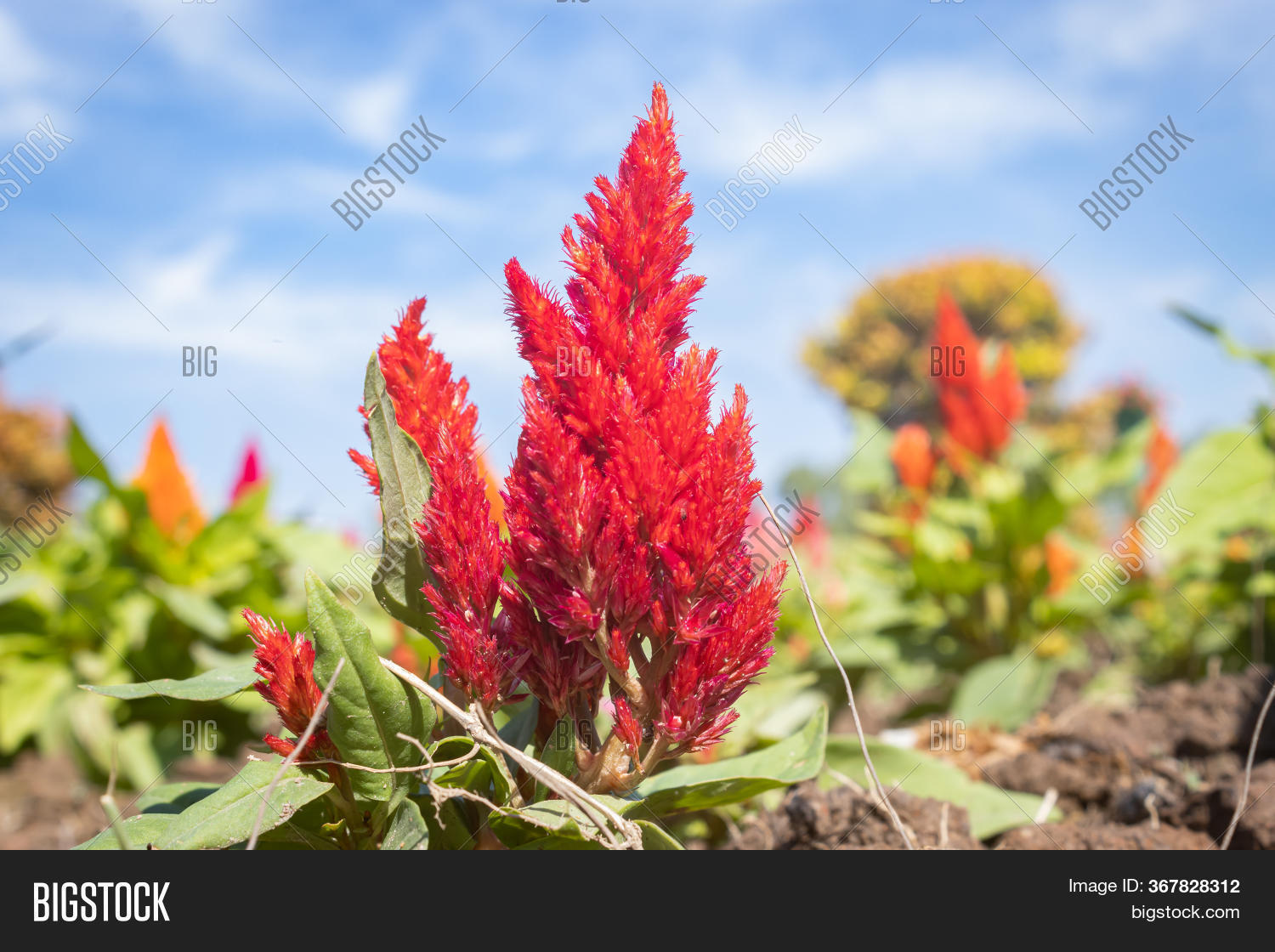 Red Cockscomb Flower Image & Photo (Free Trial) | Bigstock