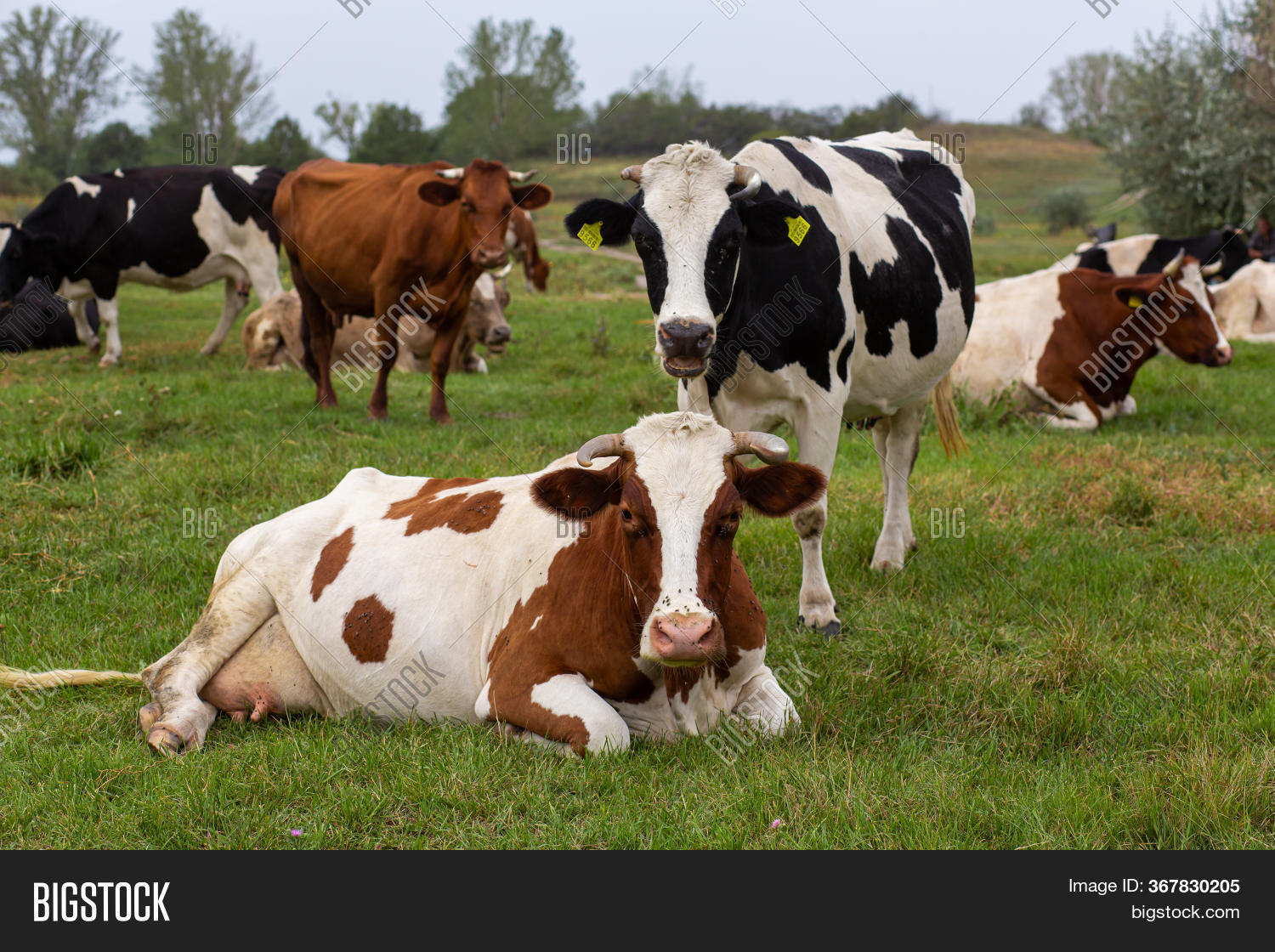 Rural Cows Graze On Image & Photo (Free Trial) | Bigstock