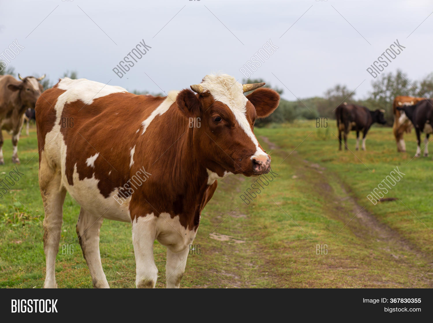 Rural Cows Graze On Image & Photo (Free Trial) | Bigstock