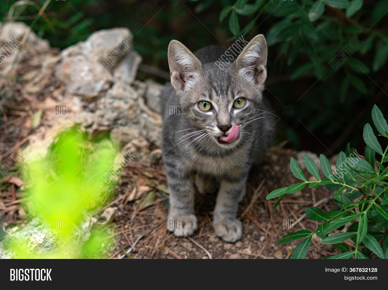 Tabby Cat Big Green Image & Photo (Free Trial) | Bigstock
