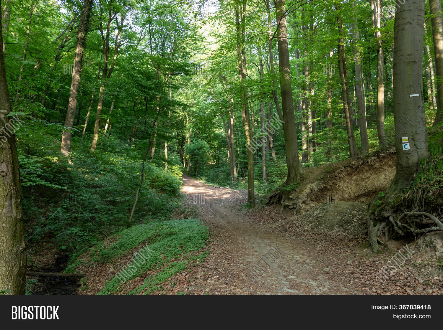 Pathway Forest Image & Photo (Free Trial) | Bigstock