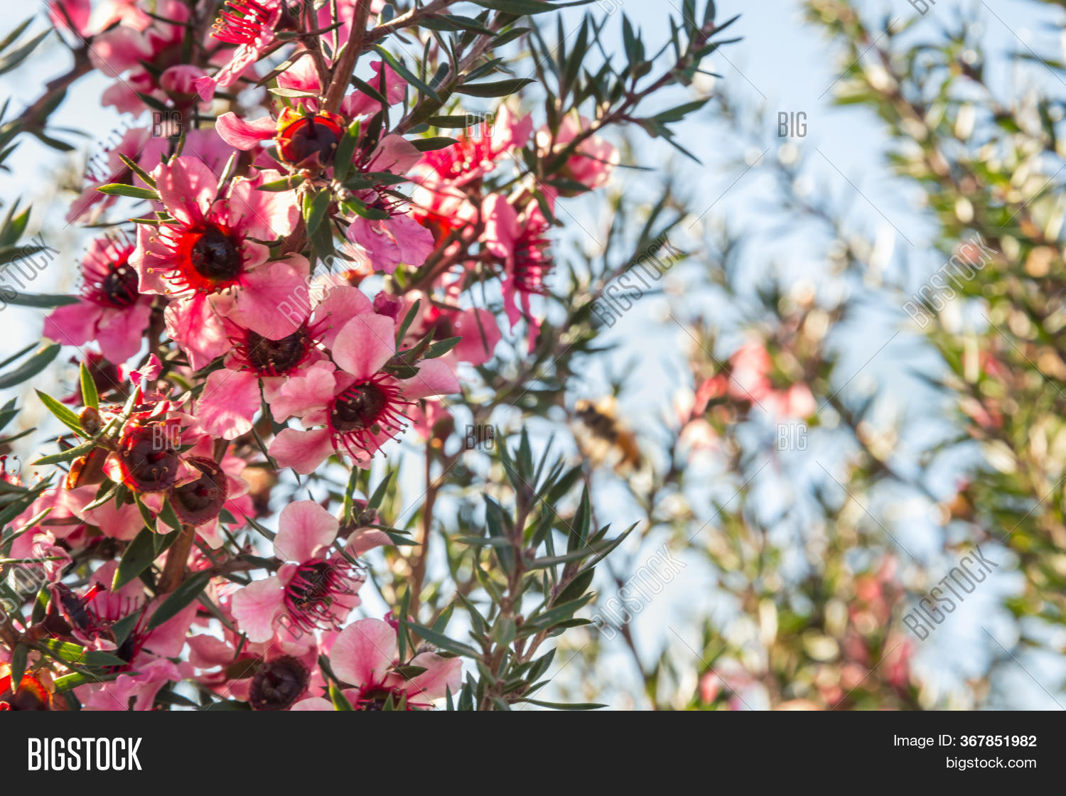 Pink Manuka Tree Image & Photo (Free Trial) | Bigstock