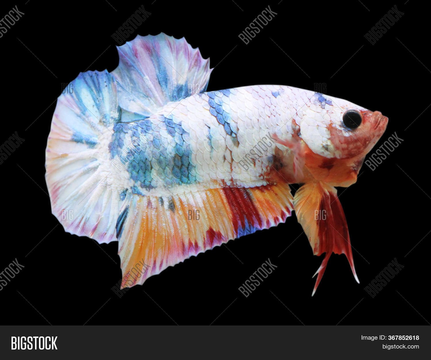Betta Candy Nemo Image & Photo (Free Trial) | Bigstock
