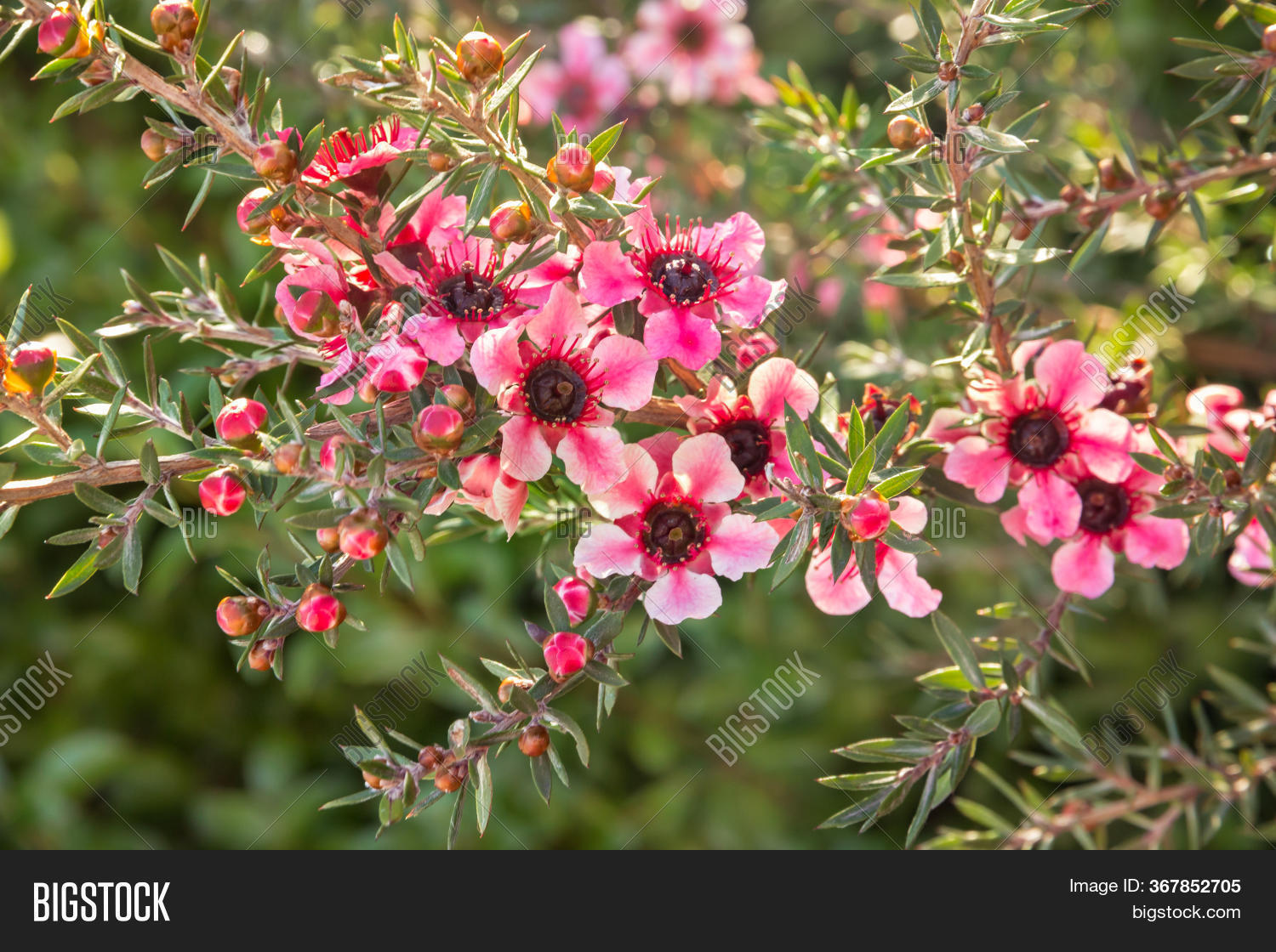 Pink Manuka Tree Image & Photo (Free Trial) | Bigstock