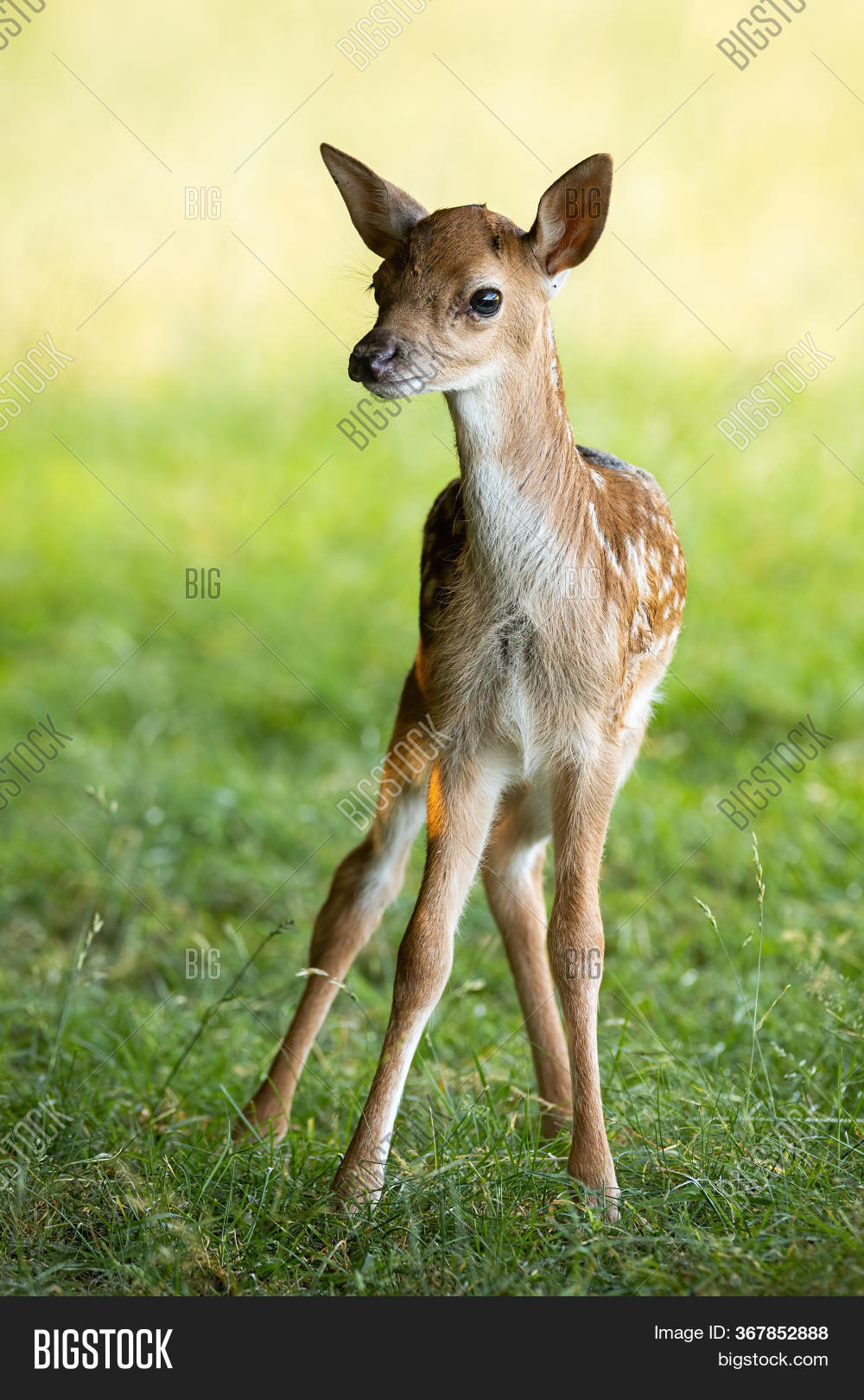 Young Fallow Deer Fawn Image & Photo (Free Trial) | Bigstock