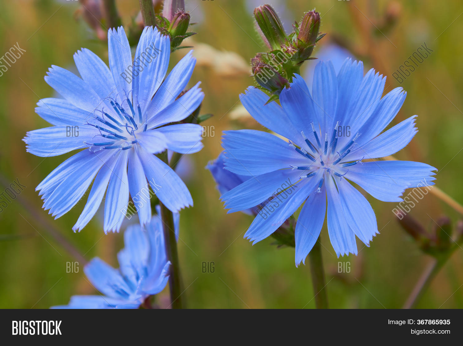Two Flowers Cichorium Image & Photo (Free Trial) | Bigstock