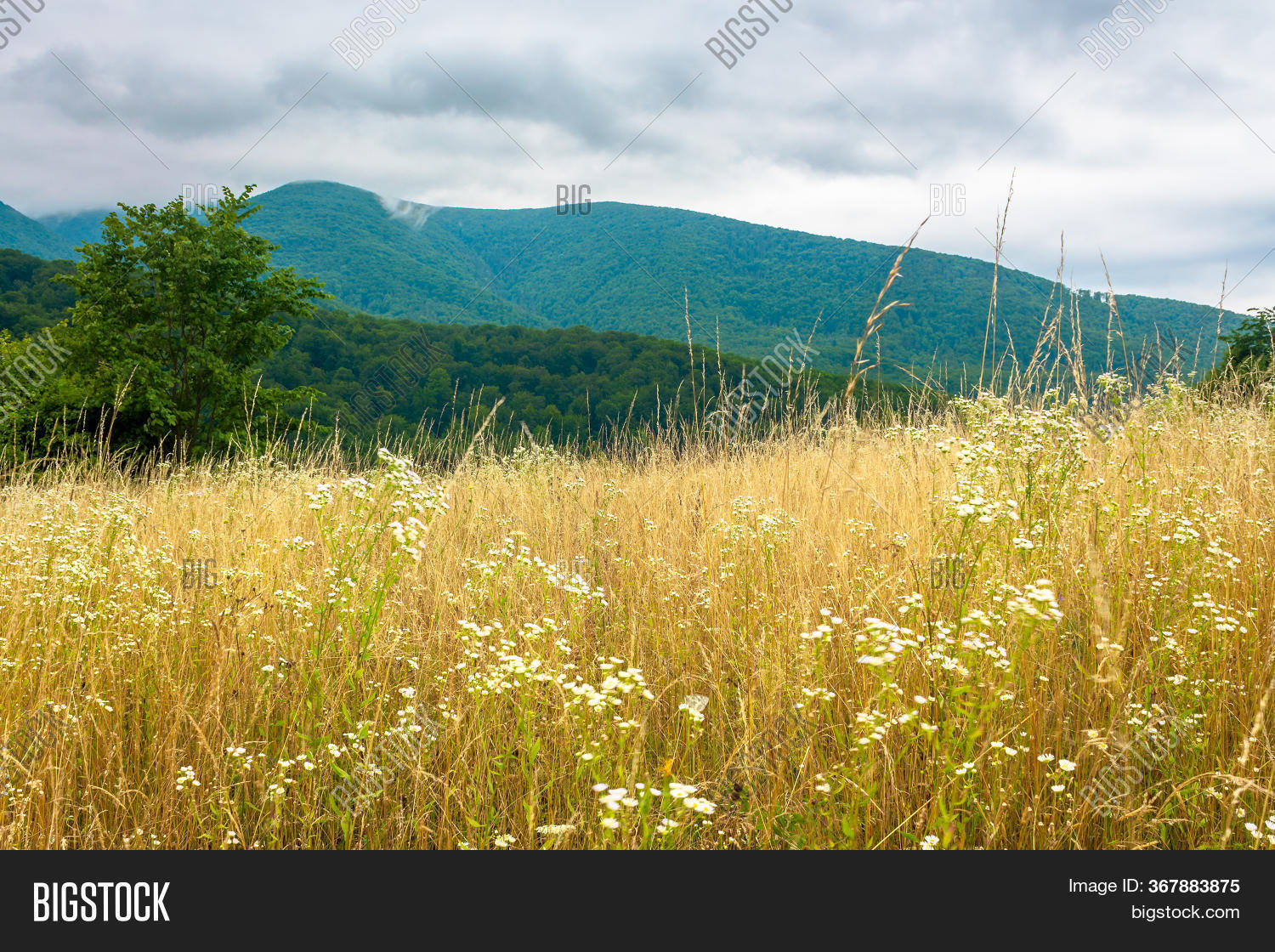 Tree On Grassy Meadow Image & Photo (Free Trial) | Bigstock