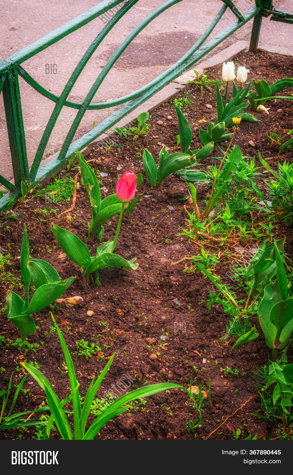 Tulips Growing Ground Image & Photo (Free Trial) | Bigstock